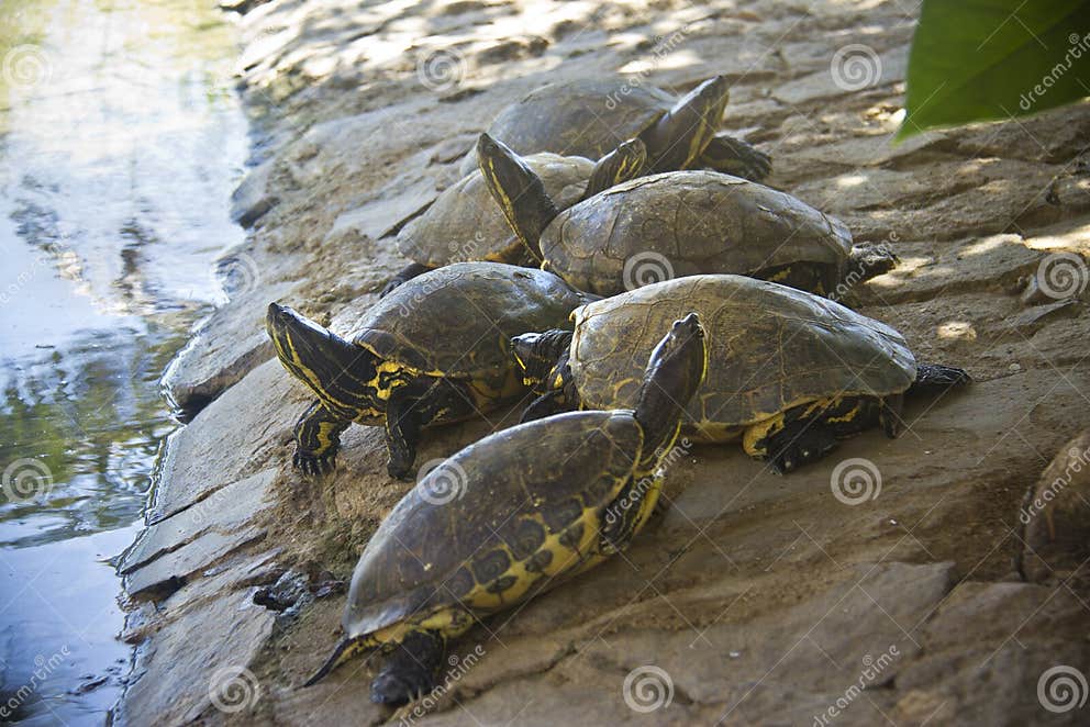 Group of turtles stock image. Image of living, nature - 45793999