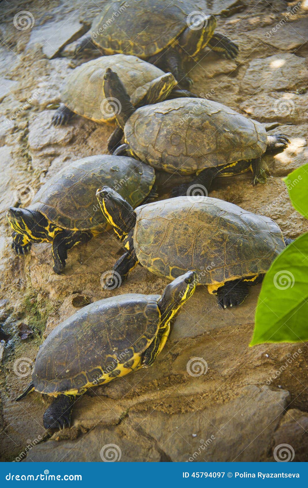 Group of turtles stock image. Image of cute, pond, long - 45794097