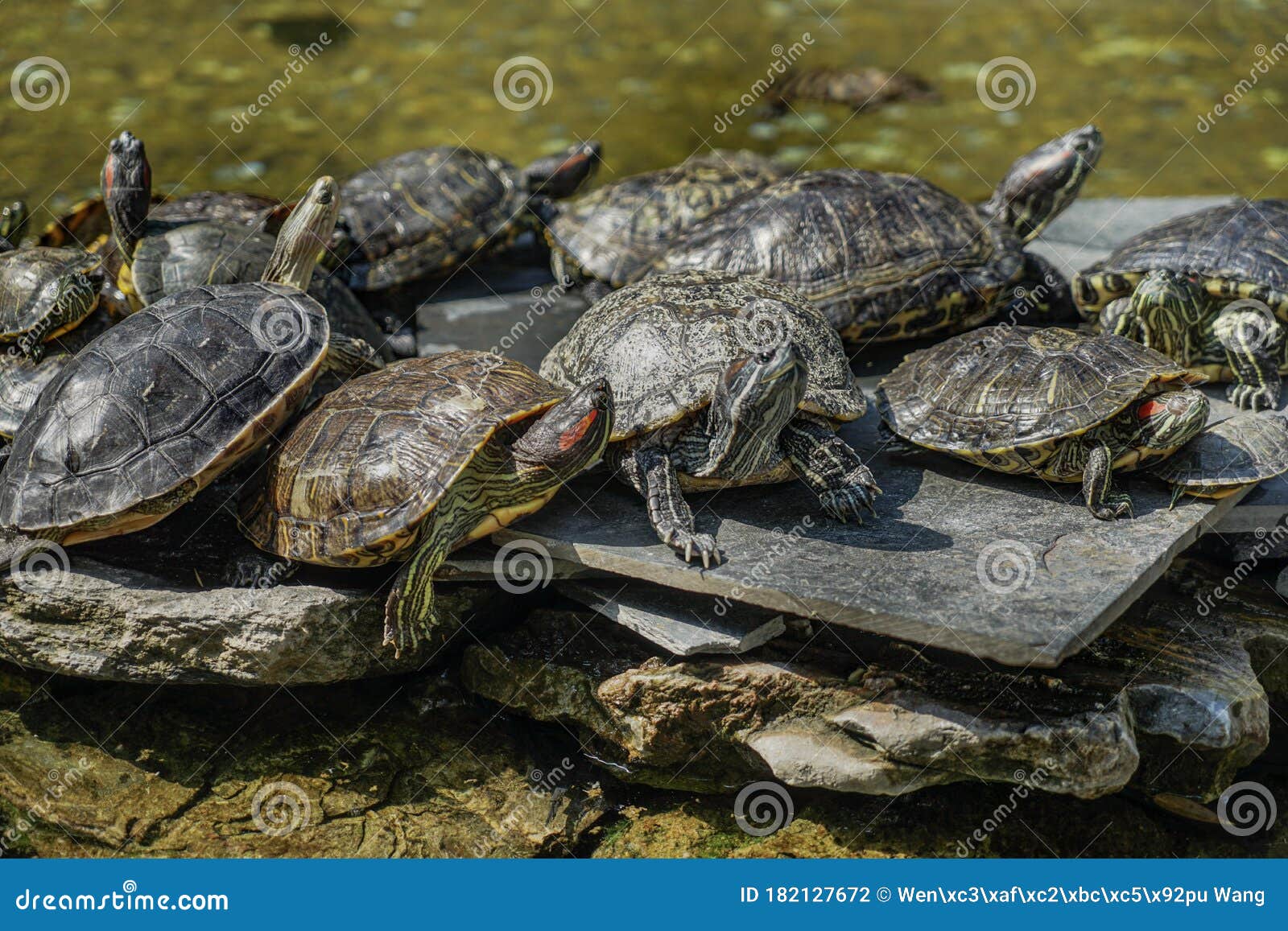A Group of Turtles on a Stone in the Water Stock Photo - Image of group ...