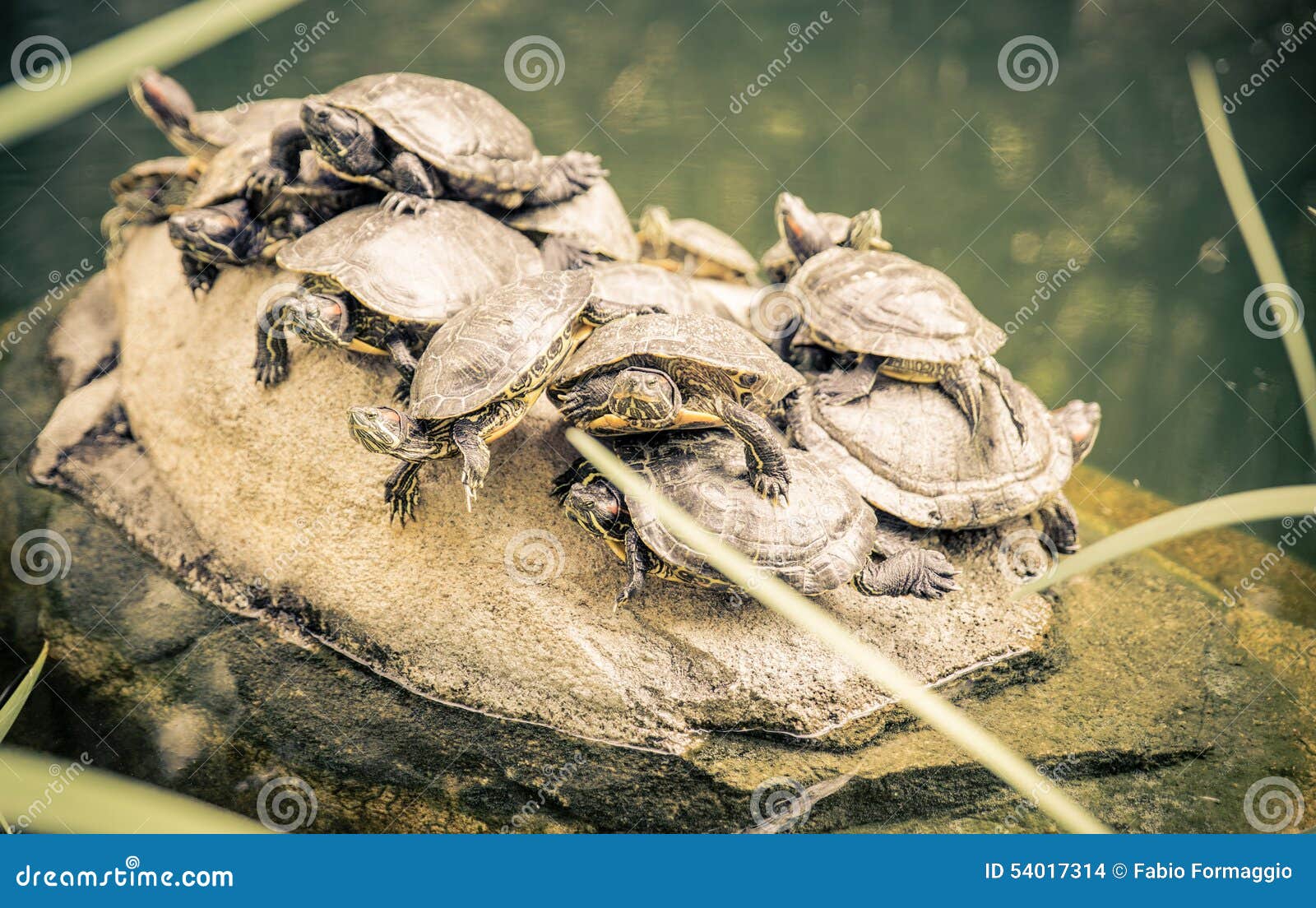 Strange Turtles Ancient Turtles Royalty-Free Stock Photography ...