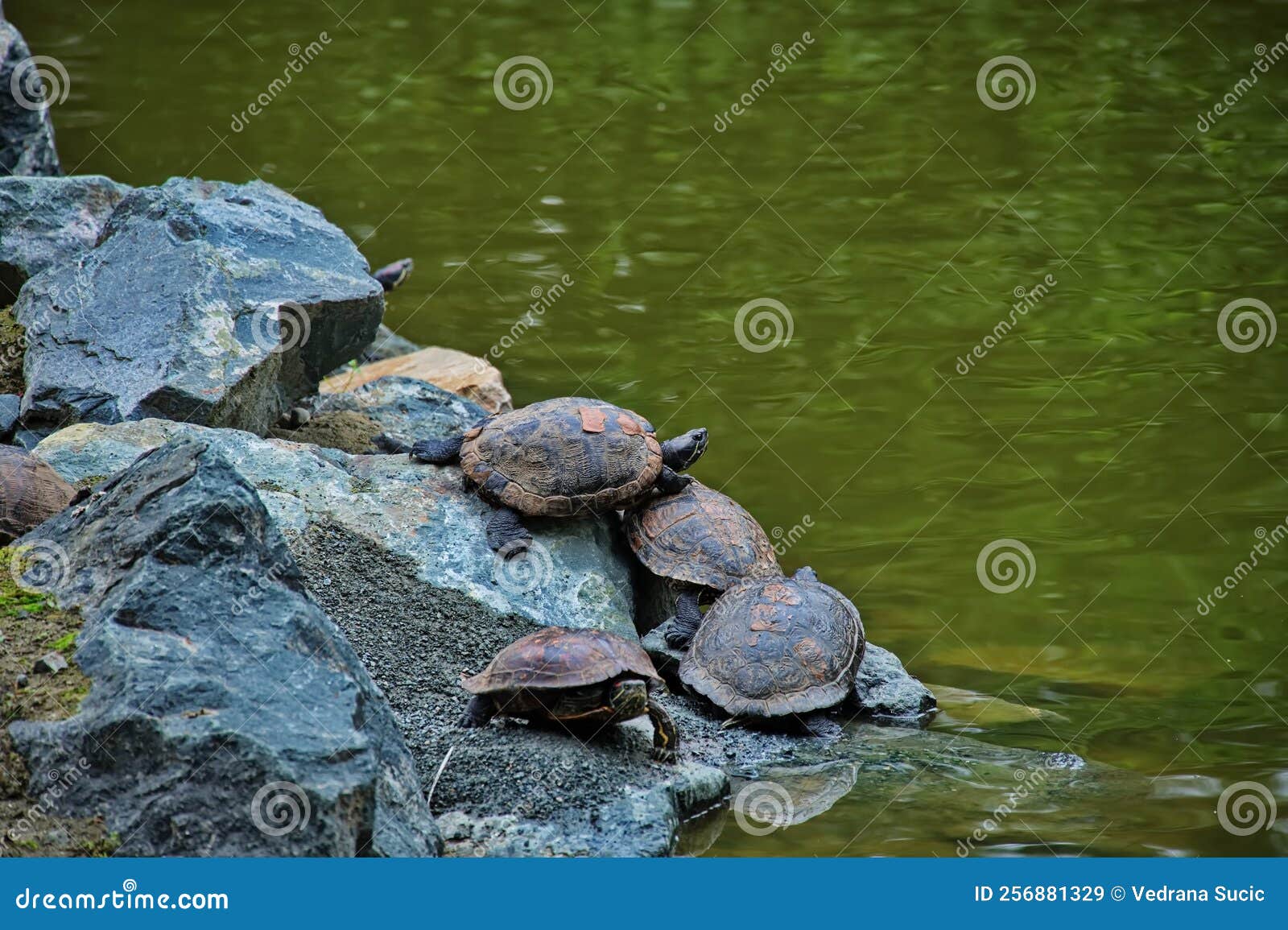 Group of Turtles on the Rock Stock Image - Image of slow, natural ...