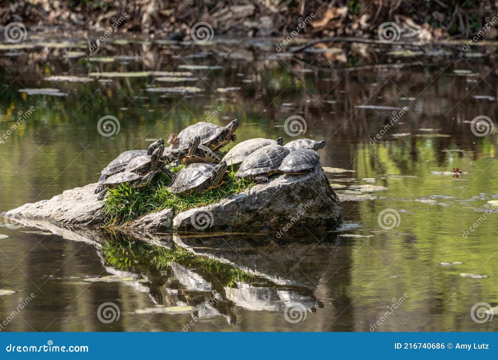 Group of Turtles on Rock in the Middle of Pond Stock Photo - Image of ...