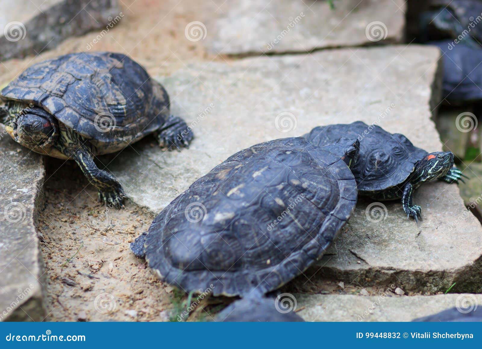 A Group Of Turtles Basking On The Stone. The Turtle Got Out Of The ...