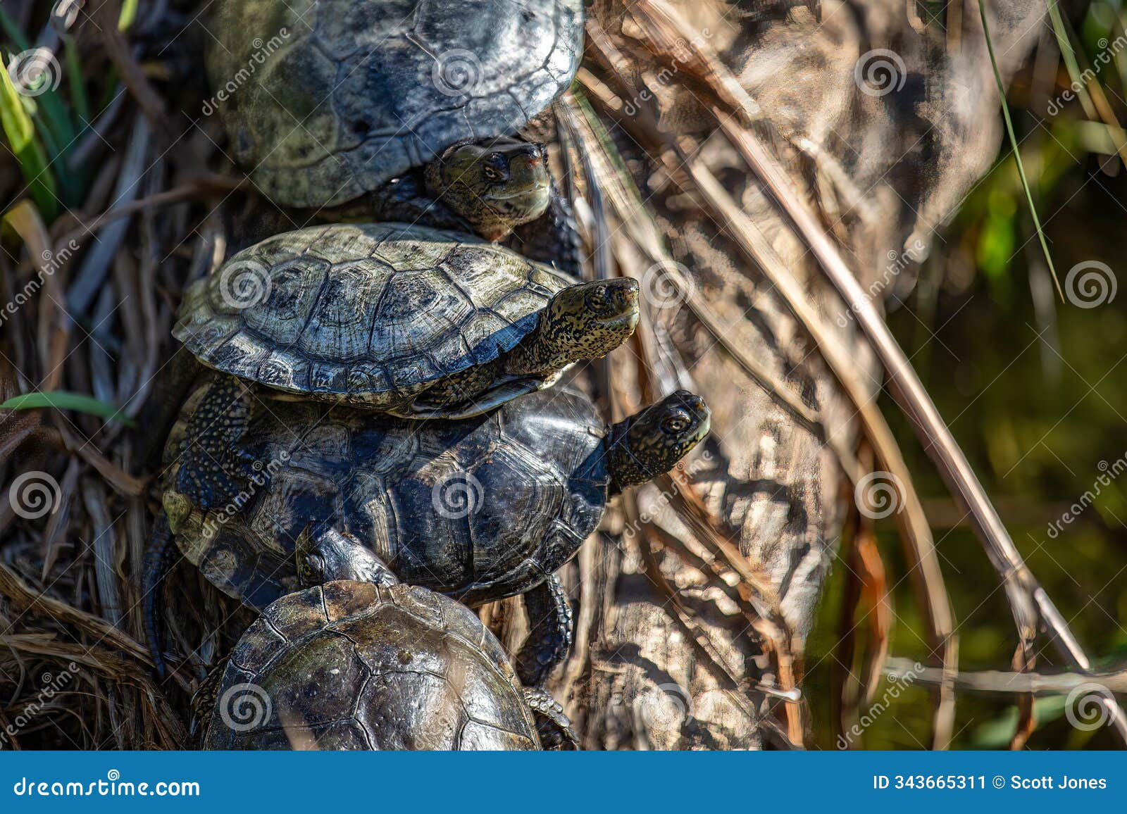 Frog, Turtles And Fishes In The Lake Of Yuantong Temple Royalty-Free ...