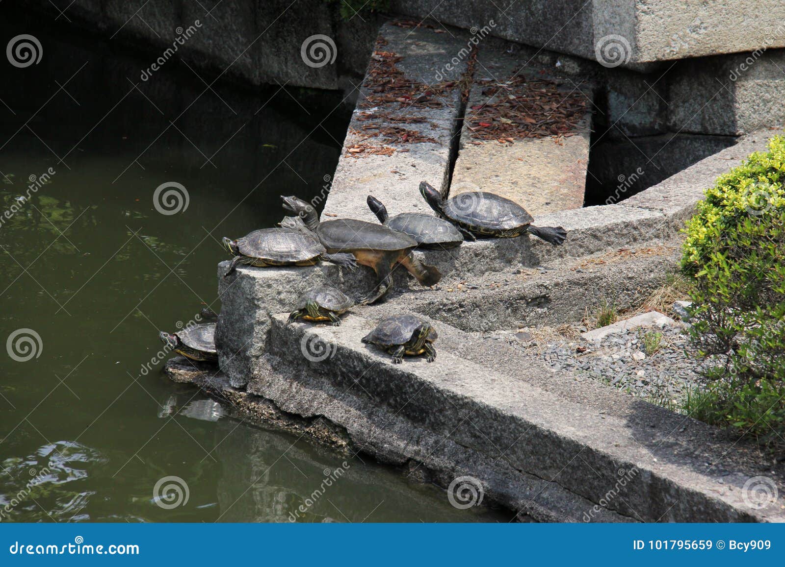 Turtle group stock image. Image of natural, underwater - 101795659
