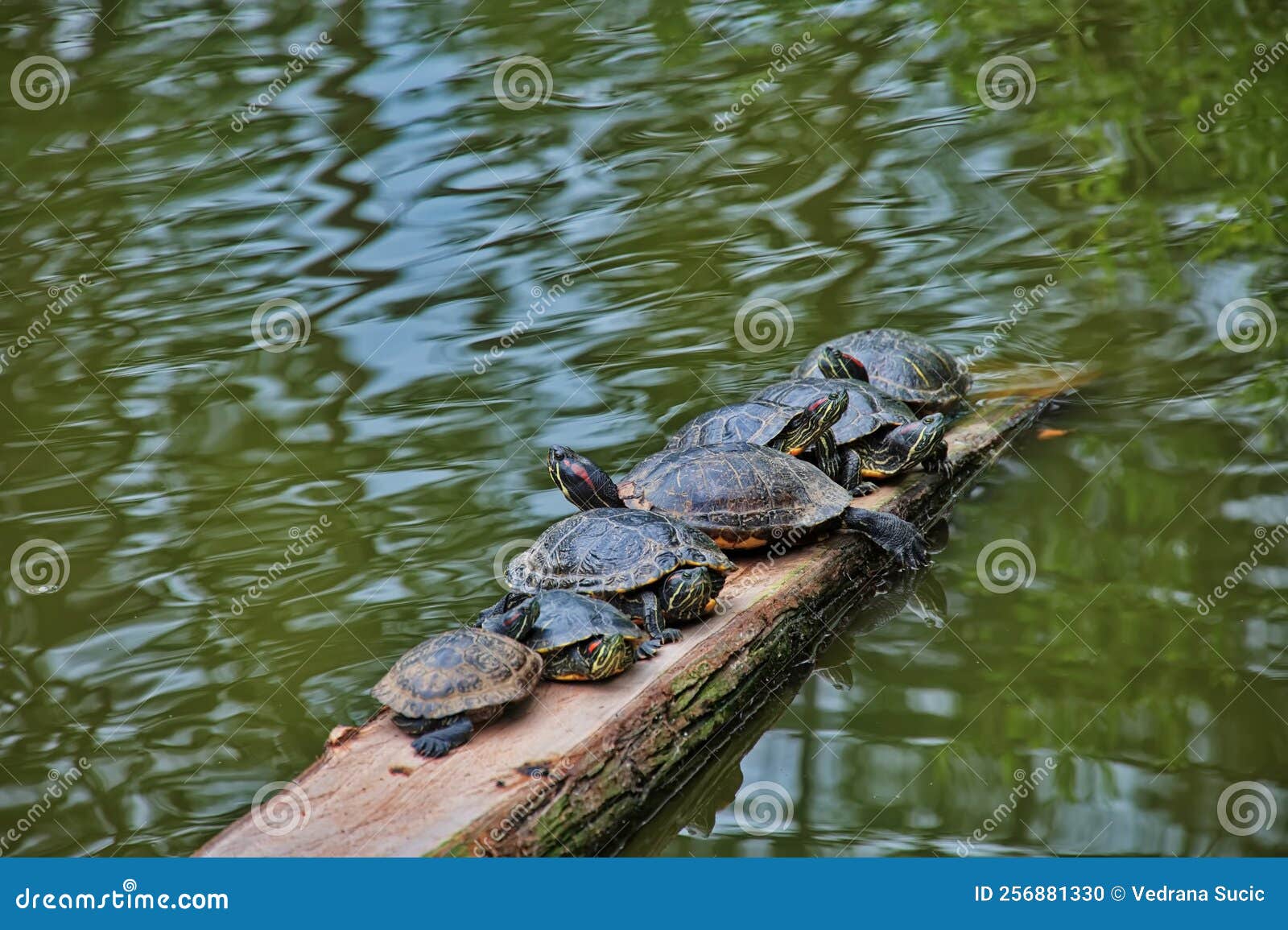 Group of Turtles on a Tree Trunk Stock Photo - Image of tortoise, group ...