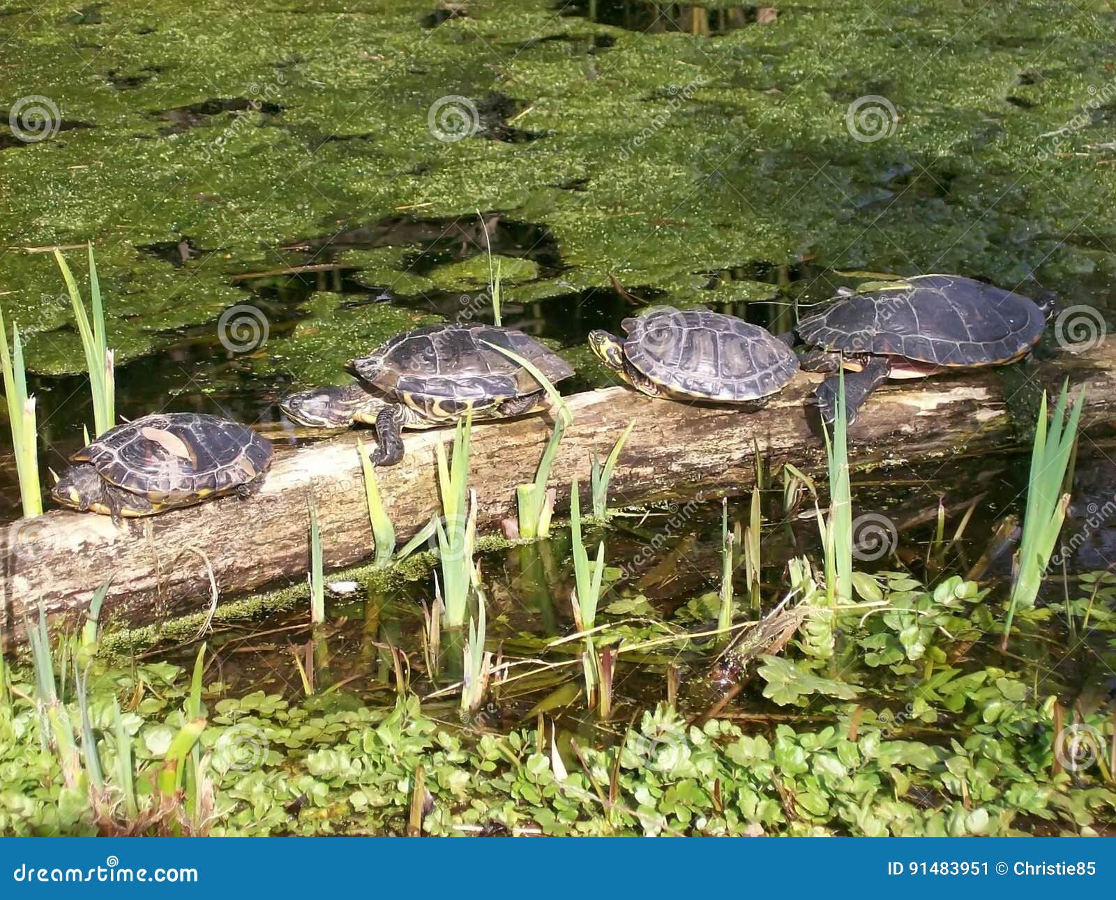 Group of turtles stock image. Image of group, move, nature - 91483951