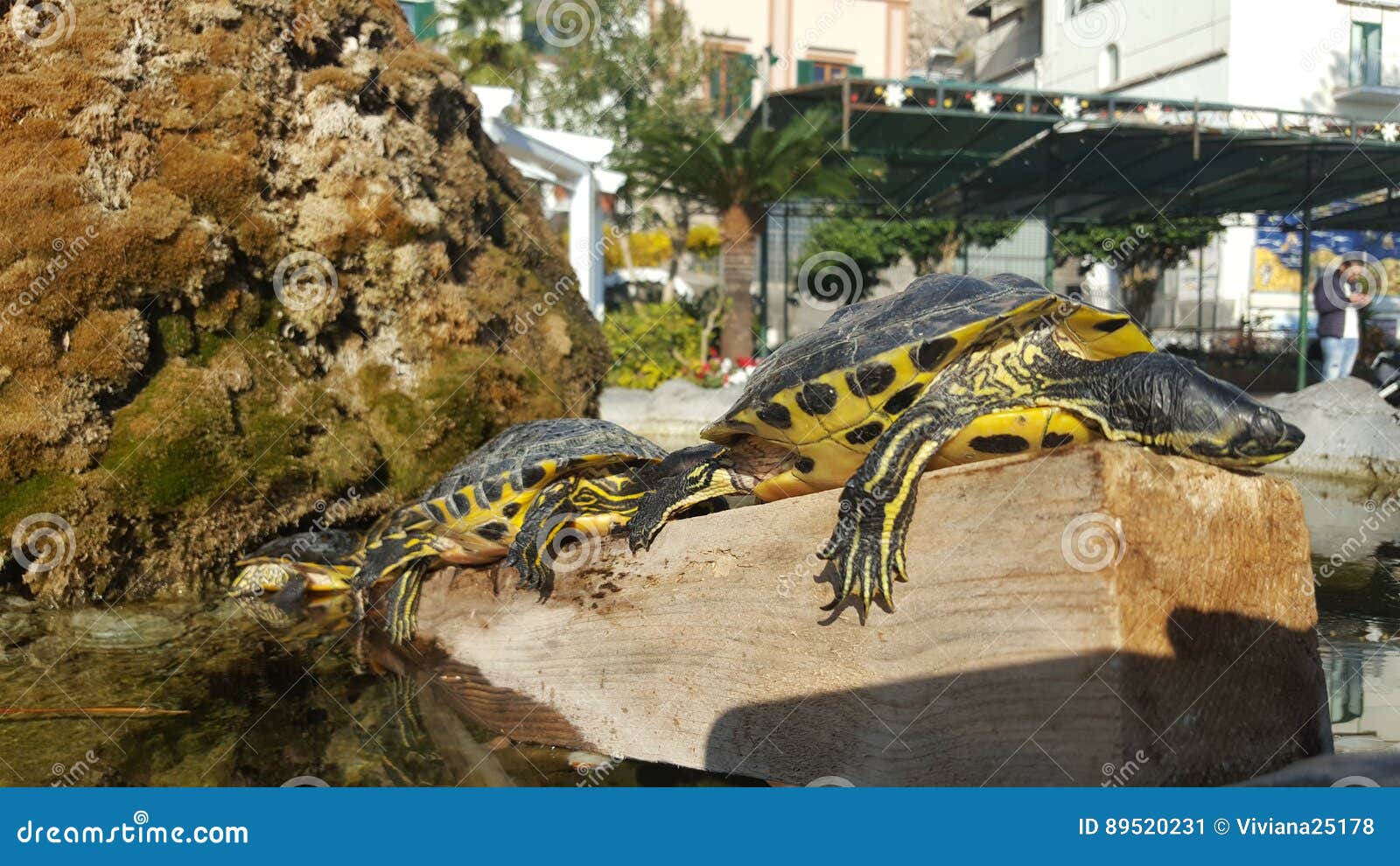 Group of Turtles on a Wooden Pole Stock Image - Image of amalfi, pole ...