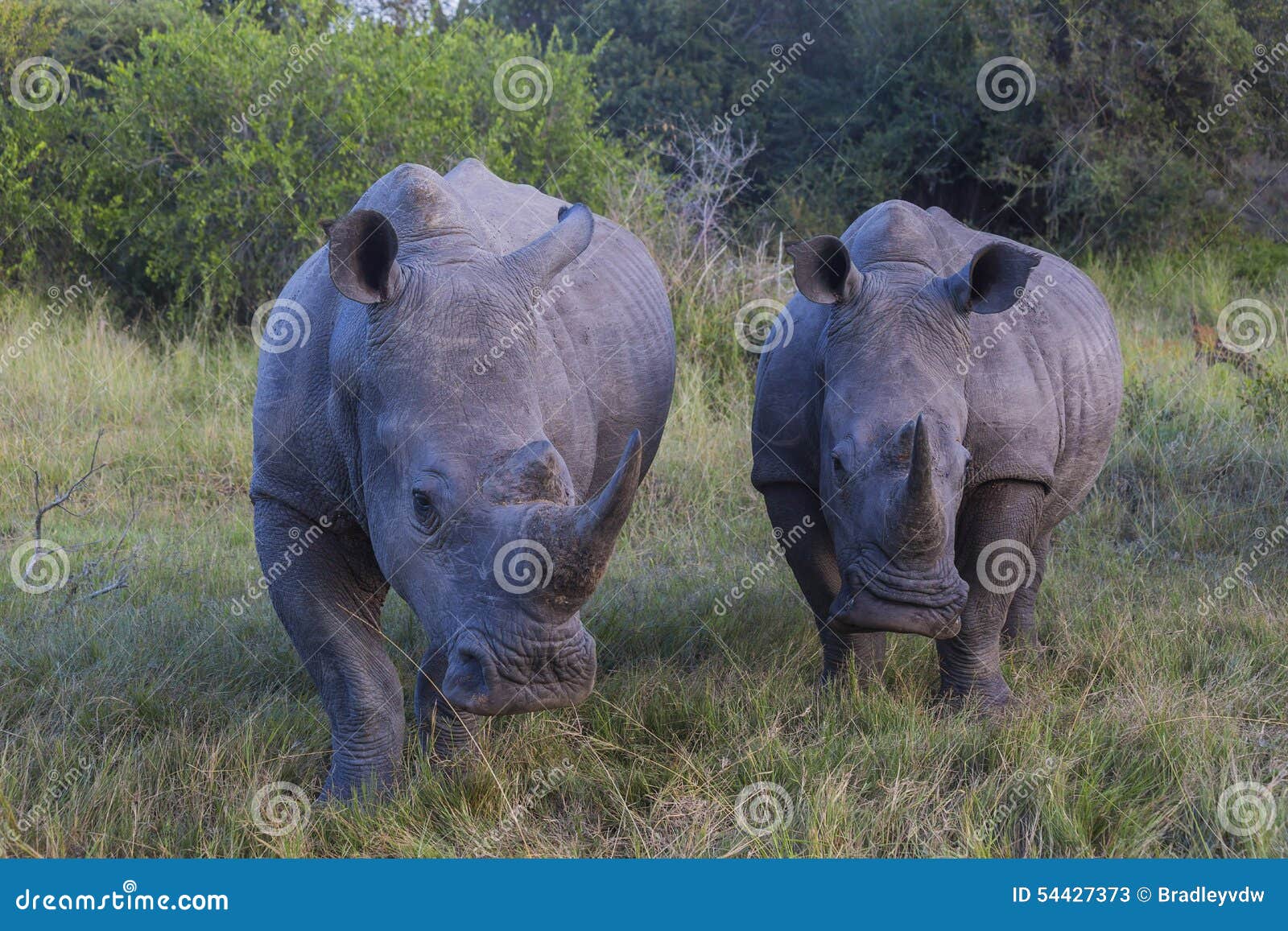 A group of two rhinos stock image. Image of african, poaching - 54427373