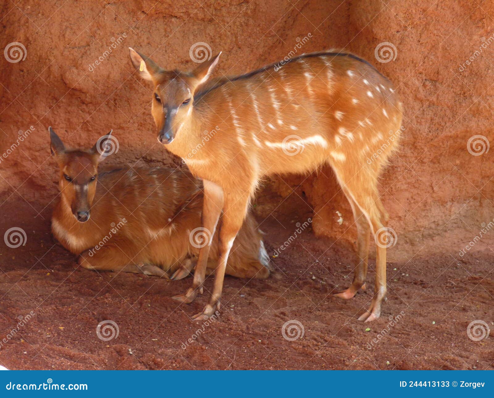 Beautiful Sitatunga In Water With Fresh Green Grass Royalty-Free Stock ...