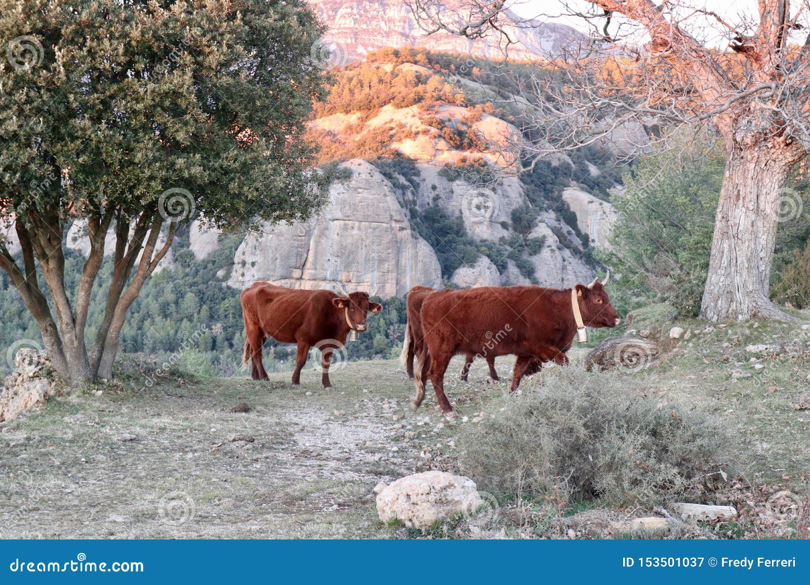 A Relaxed Cows in the Sunset of the Mountains Stock Image - Image of ...