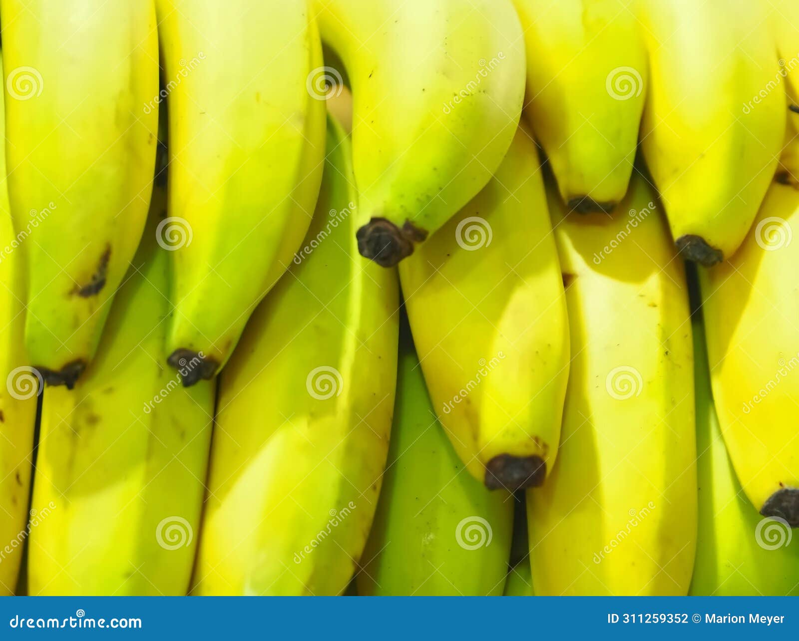 Group of Unpeeled Ripe Bananas Stock Photo - Image of health, ripe ...