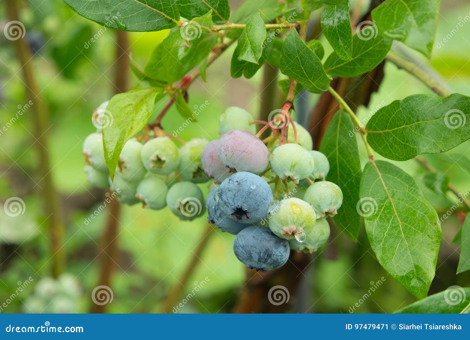Group Unripe and Ripe Mellow Blueberries on the Green Bush. Stock Image ...
