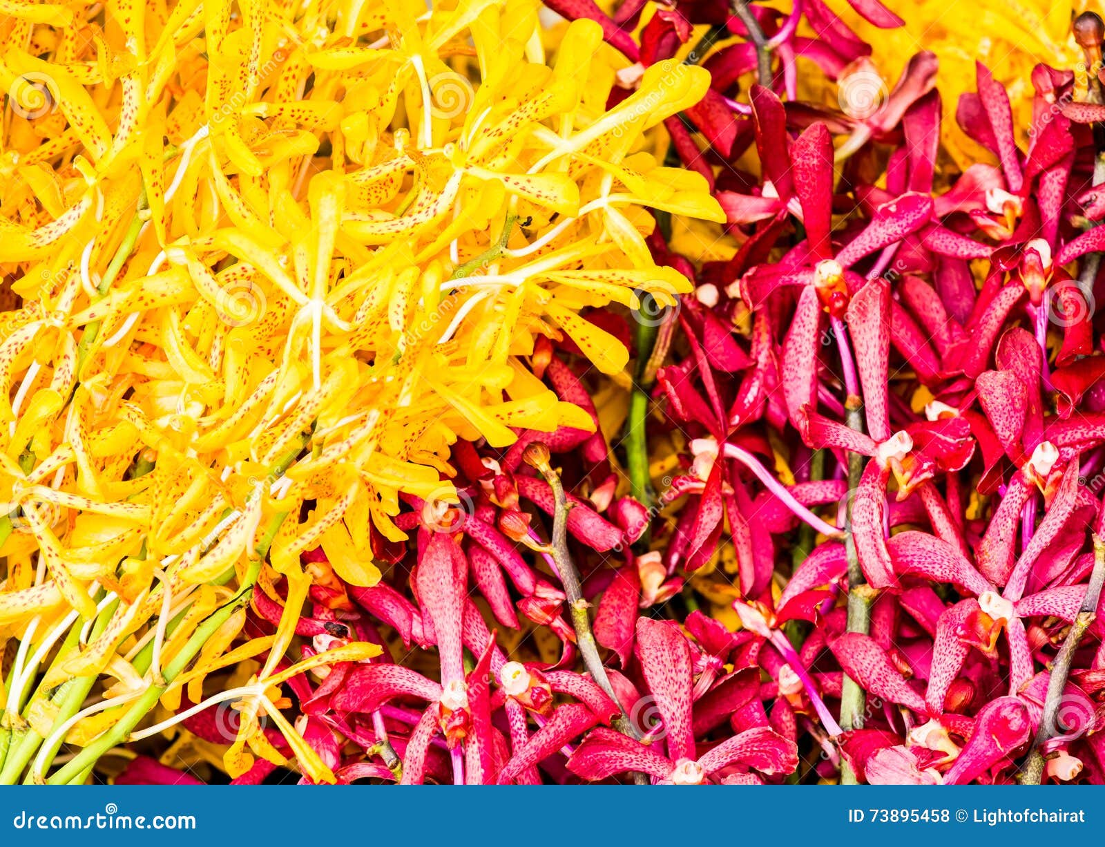 Group of vanda flower stock photo. Image of market, tulip - 73895458