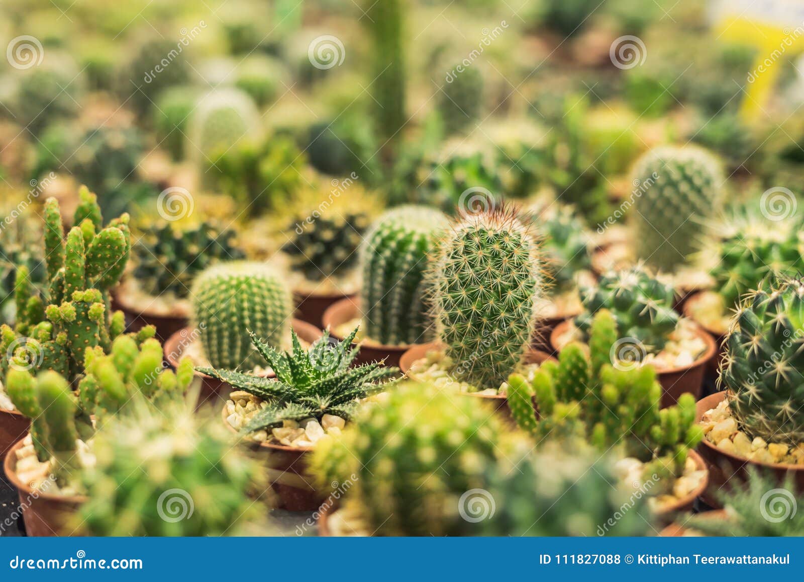 Group of Various Cactus Plants Stock Photo - Image of cactus, room ...