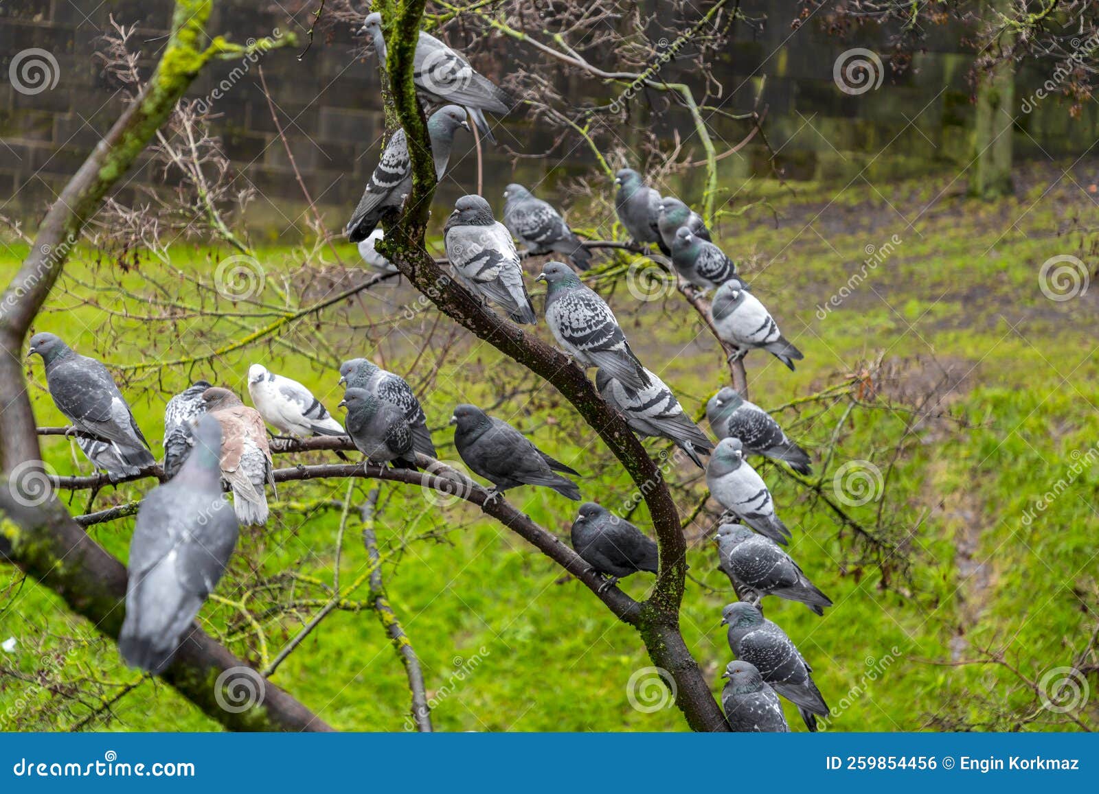 Group of Various Common Pigeons Resting on a Tree Branch in Nuremberg ...