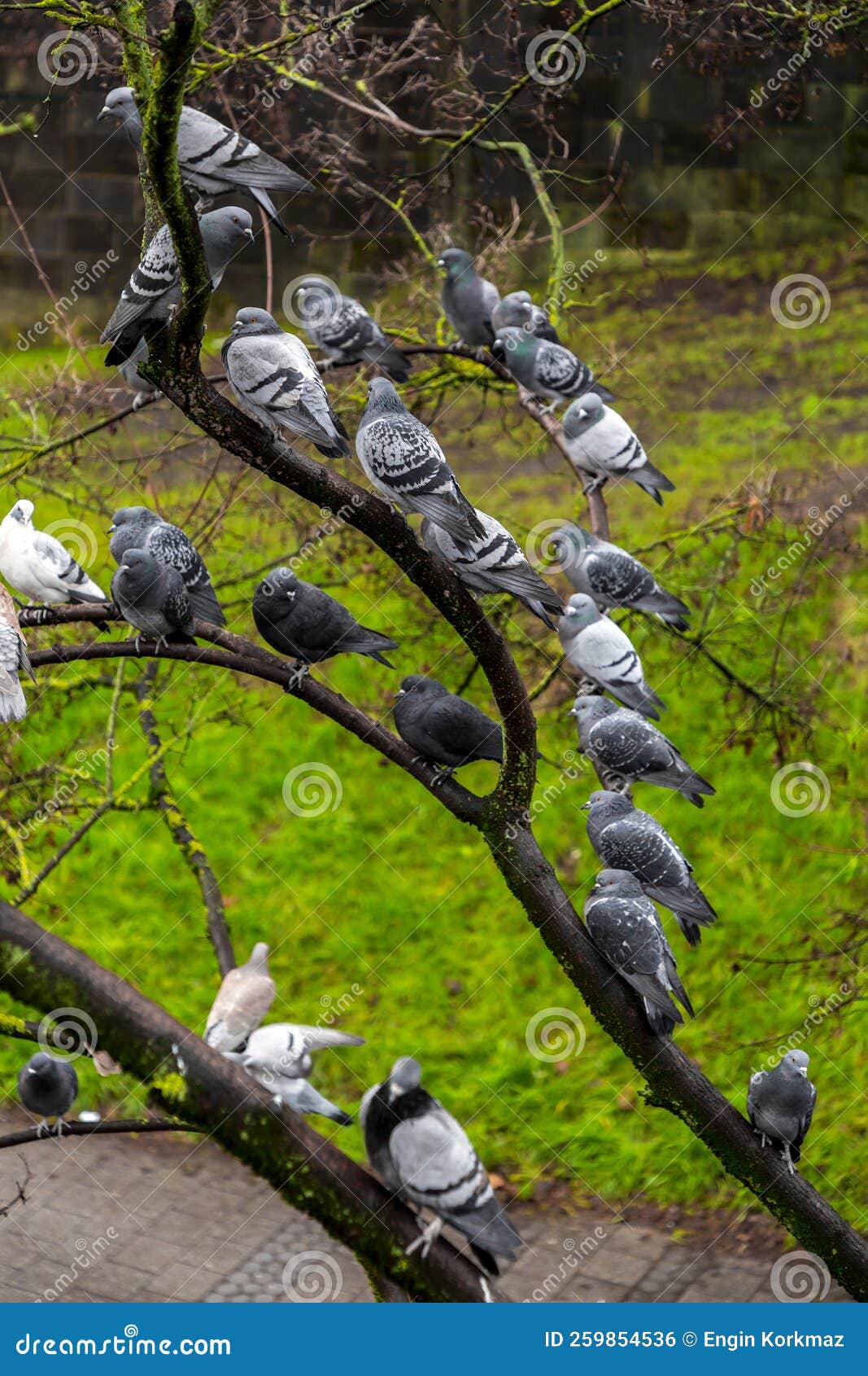 Group of Various Common Pigeons Resting on a Tree Branch in Nuremberg ...