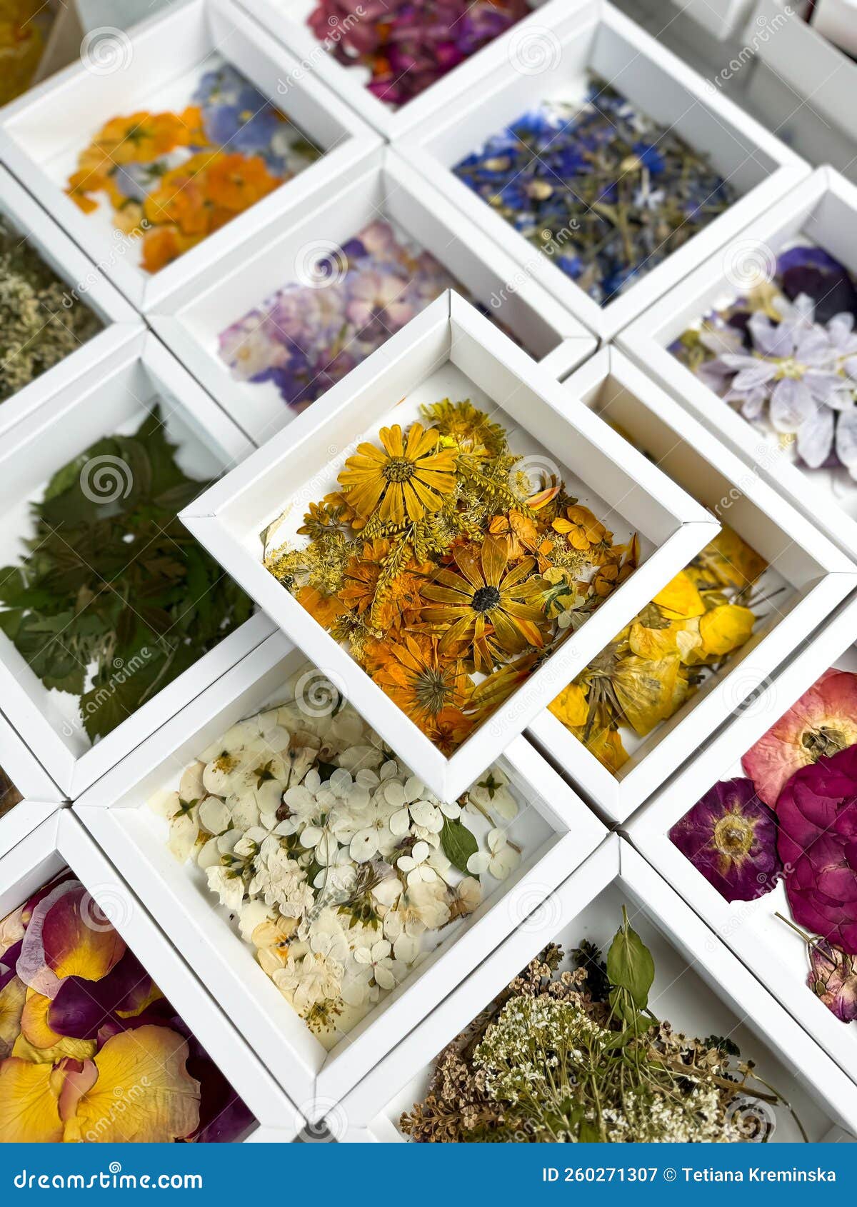 A Group of Various Dried Pressed Flowers in White Box. Basic Material ...