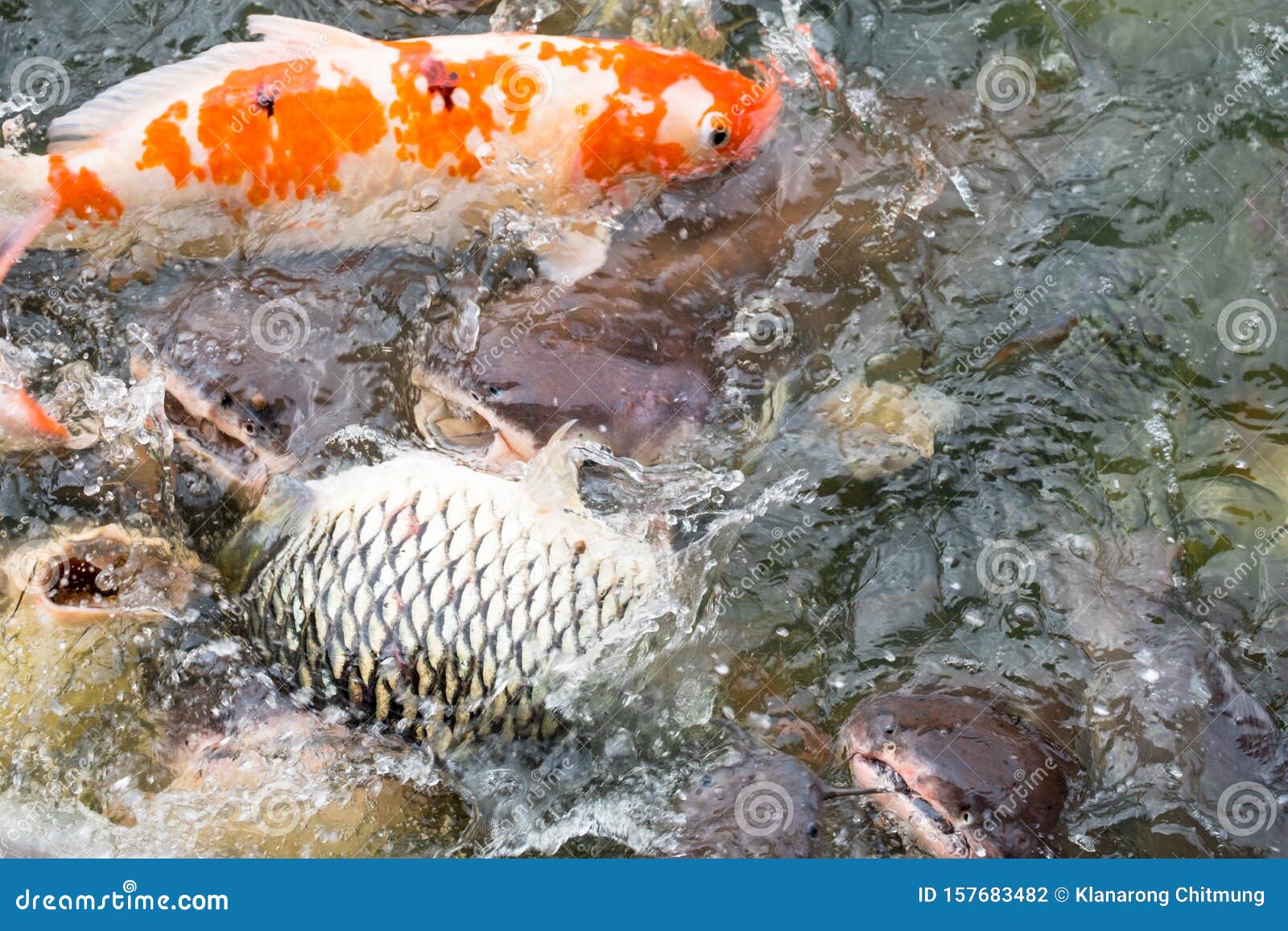 A Group of Various of Fish Seeking for Food on the Surface of the Lake ...
