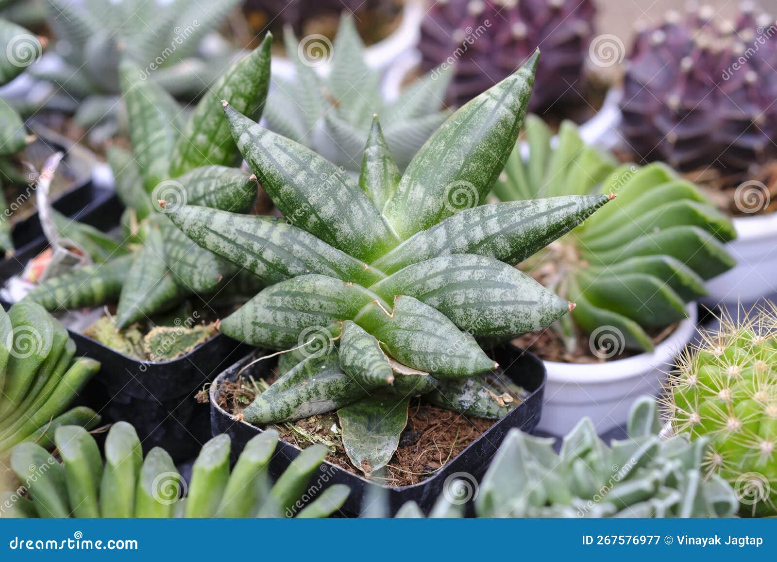 Group of Various Indoor Cacti and Succulent Plants in Pots, Beautiful ...