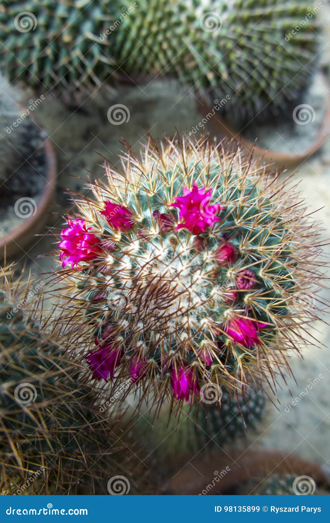 Group of Various Ornamental Cacti Stock Image - Image of stalk, needle ...