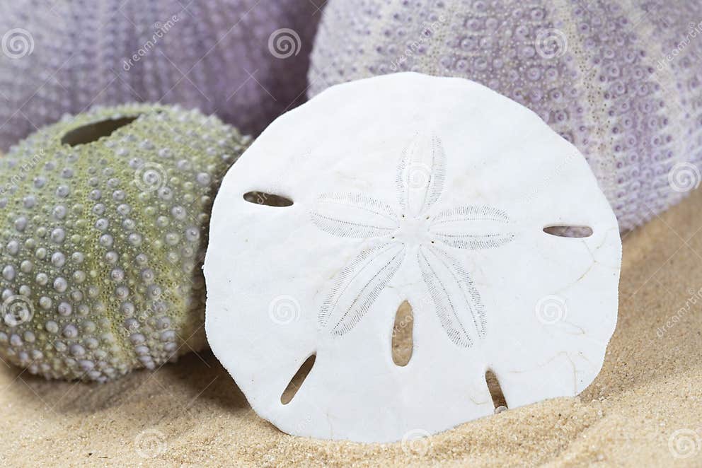 Group of Various Sea Urchins Shells and Sand Dollar on Sandy Beach Stock Photo - Image of black ...