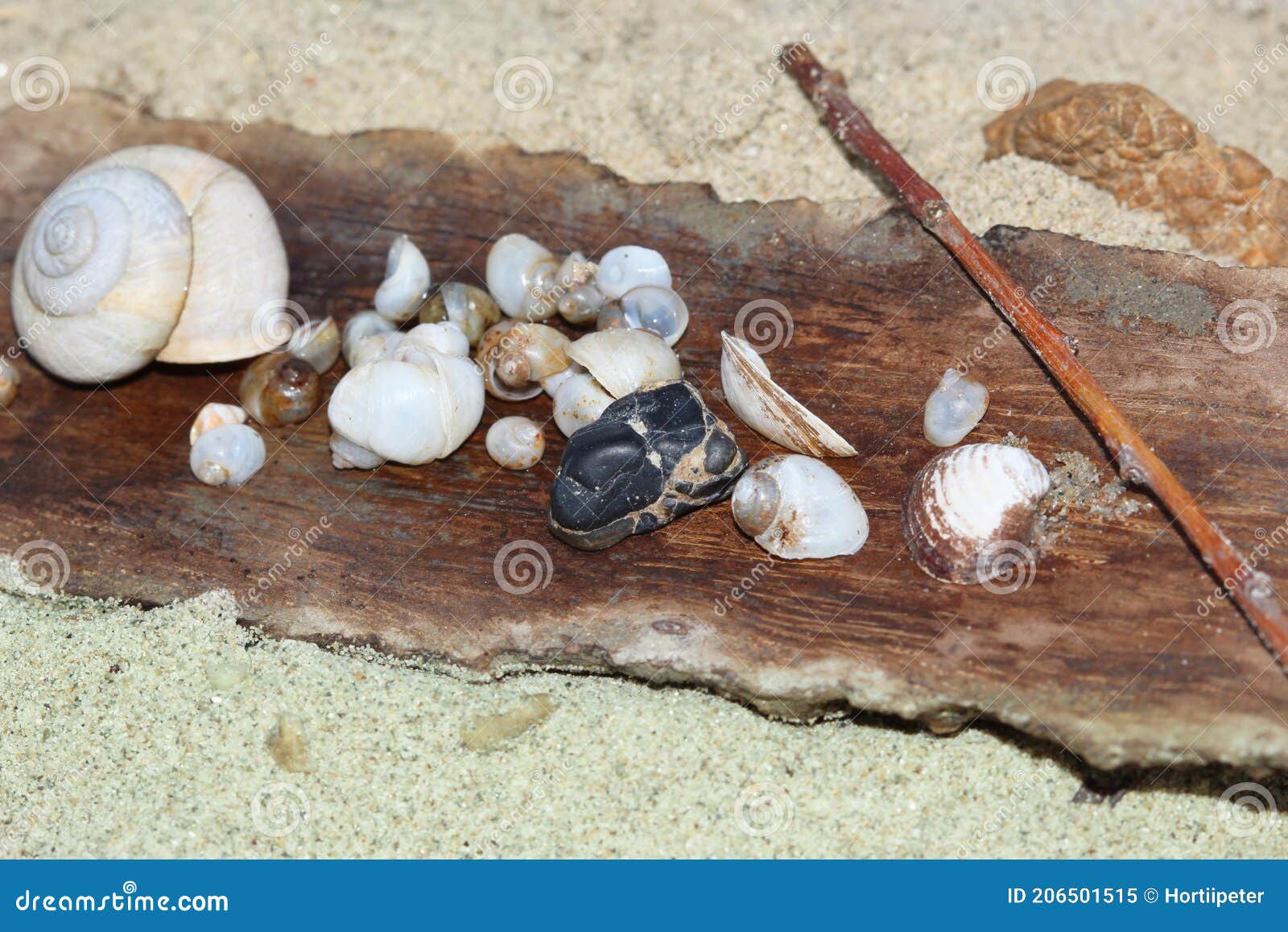 Group with Various Shapes and Types of Shells Stock Image - Image of ...