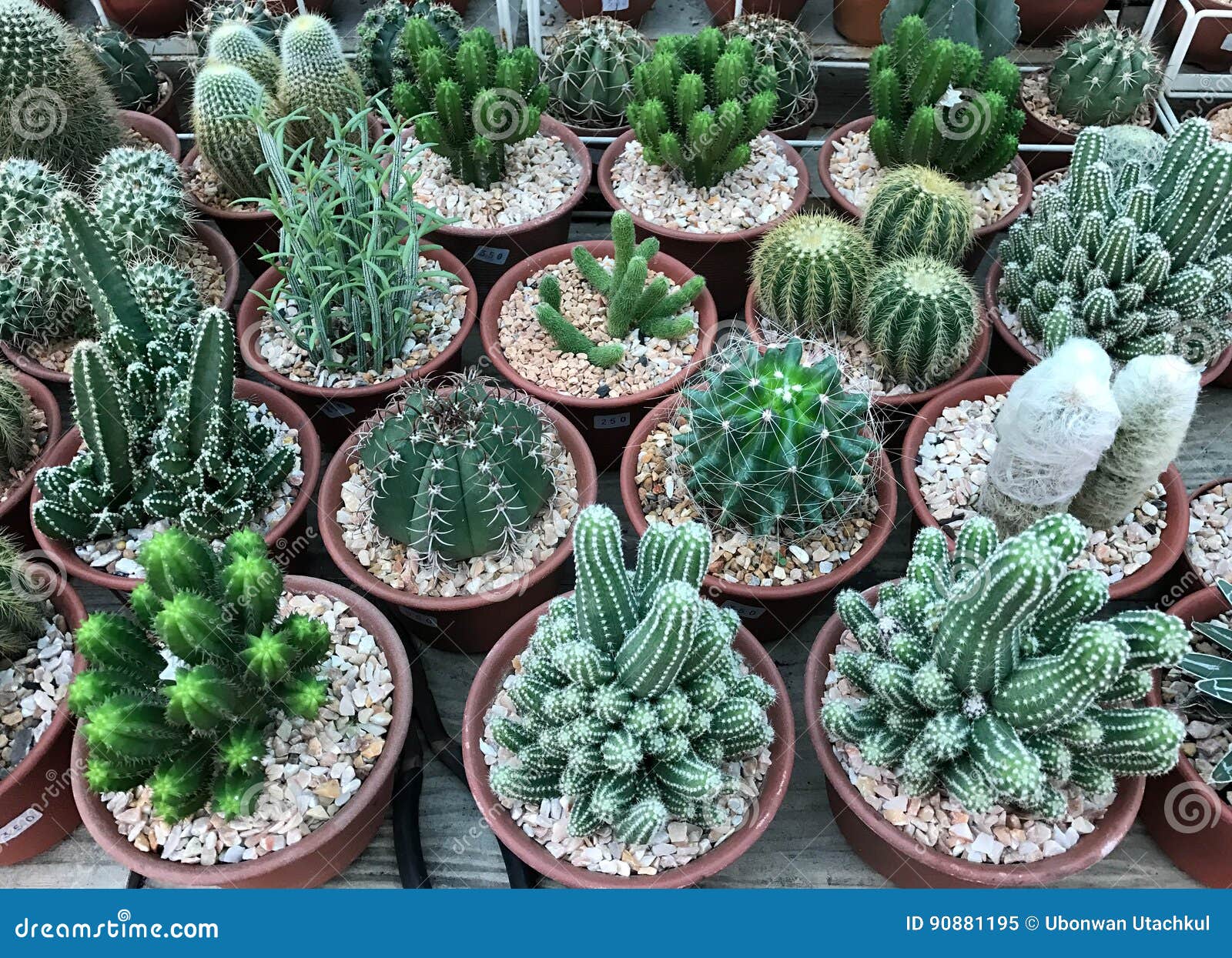 Group of Various Type of Cactus in Pot for Home Decoration Stock Image ...