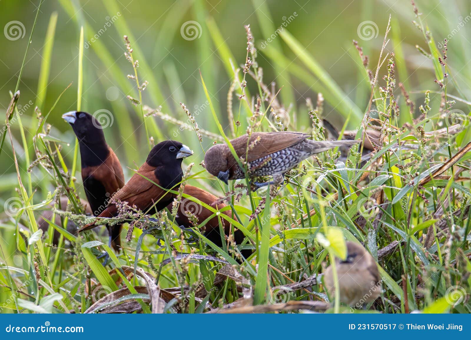 Group of Various Types of Birds Pipits Standing on Grass at Paddy Field ...