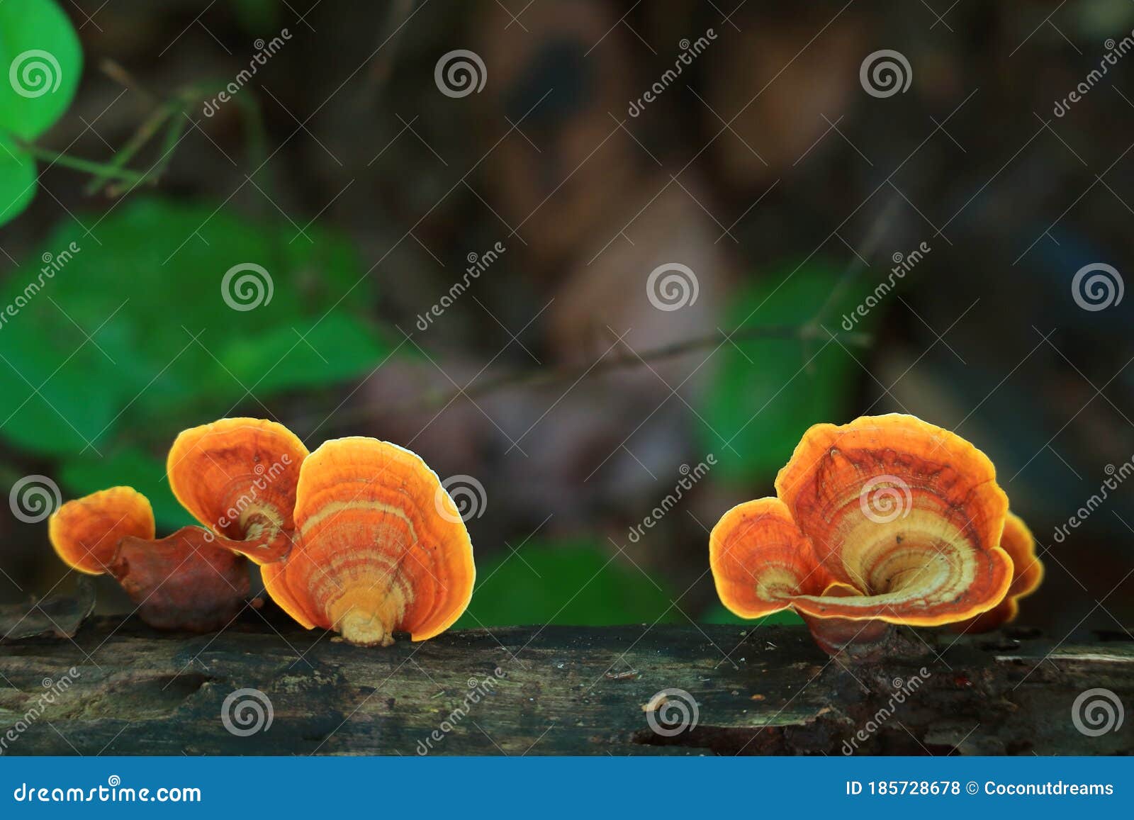 Group of Vibrant Orange Cinnabar Polypore Wild Mushrooms on the Dead ...