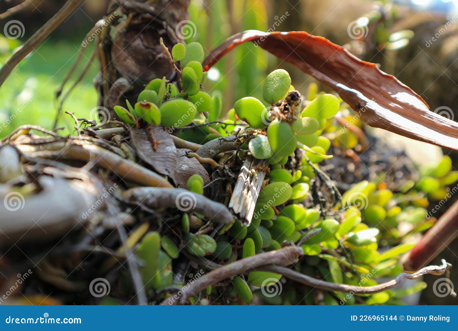Group of vines roots stock photo. Image of shrub, green - 226965144