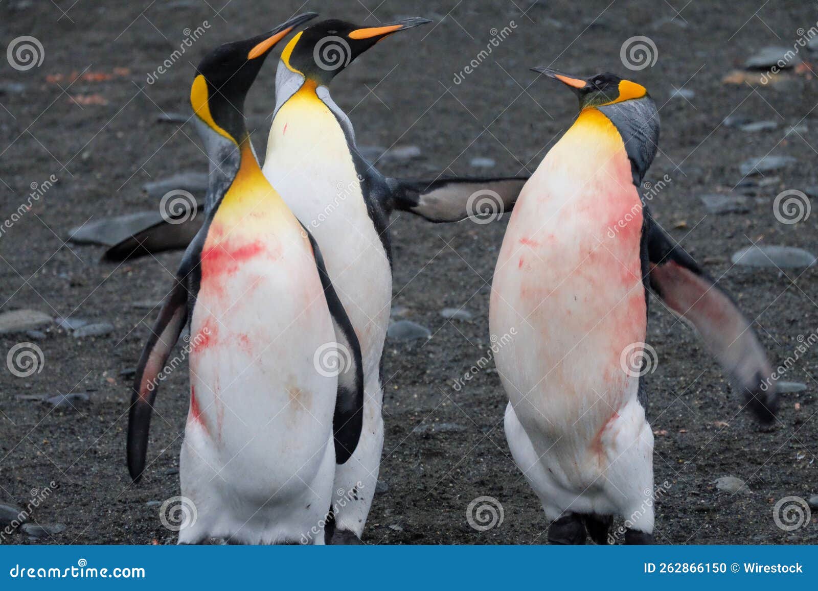 Group of Violently Fighting King Penguins Stock Photo - Image of king ...