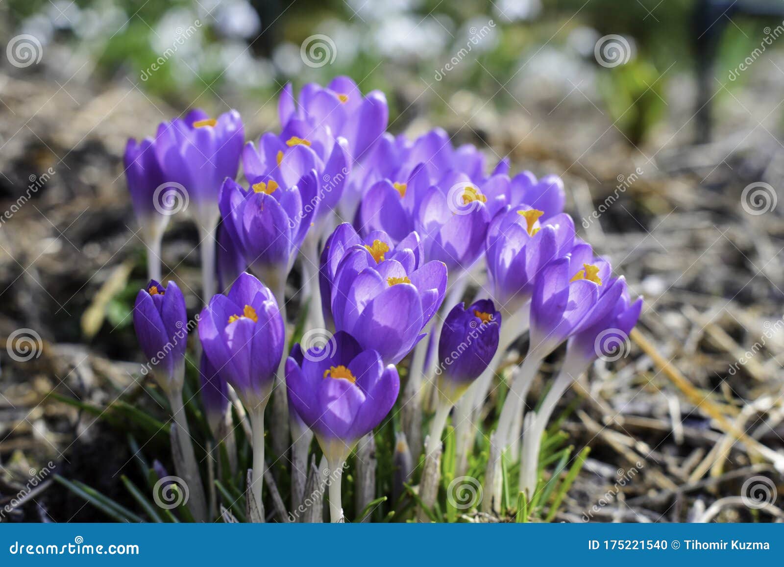 Group of Violet Crocus Flowers Stock Photo - Image of green, frost ...