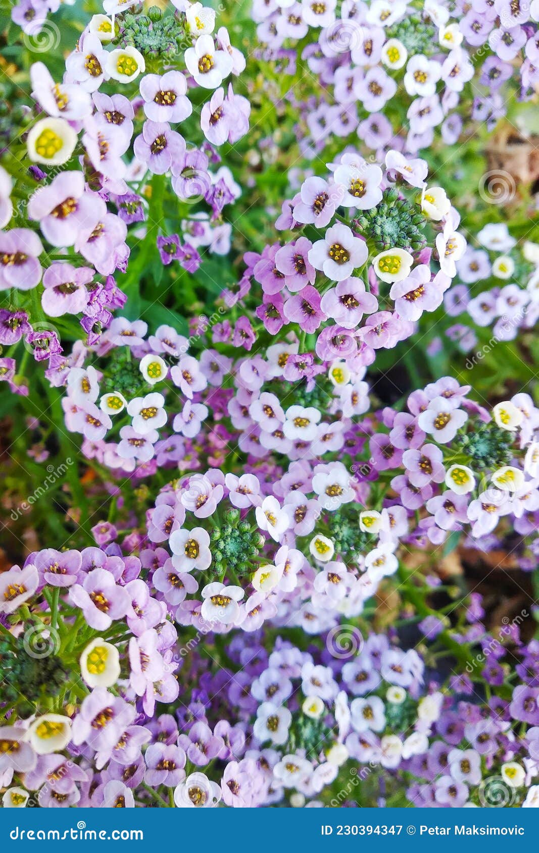 Group of Violet Flowers with Tiny Petals Stock Image - Image of small ...