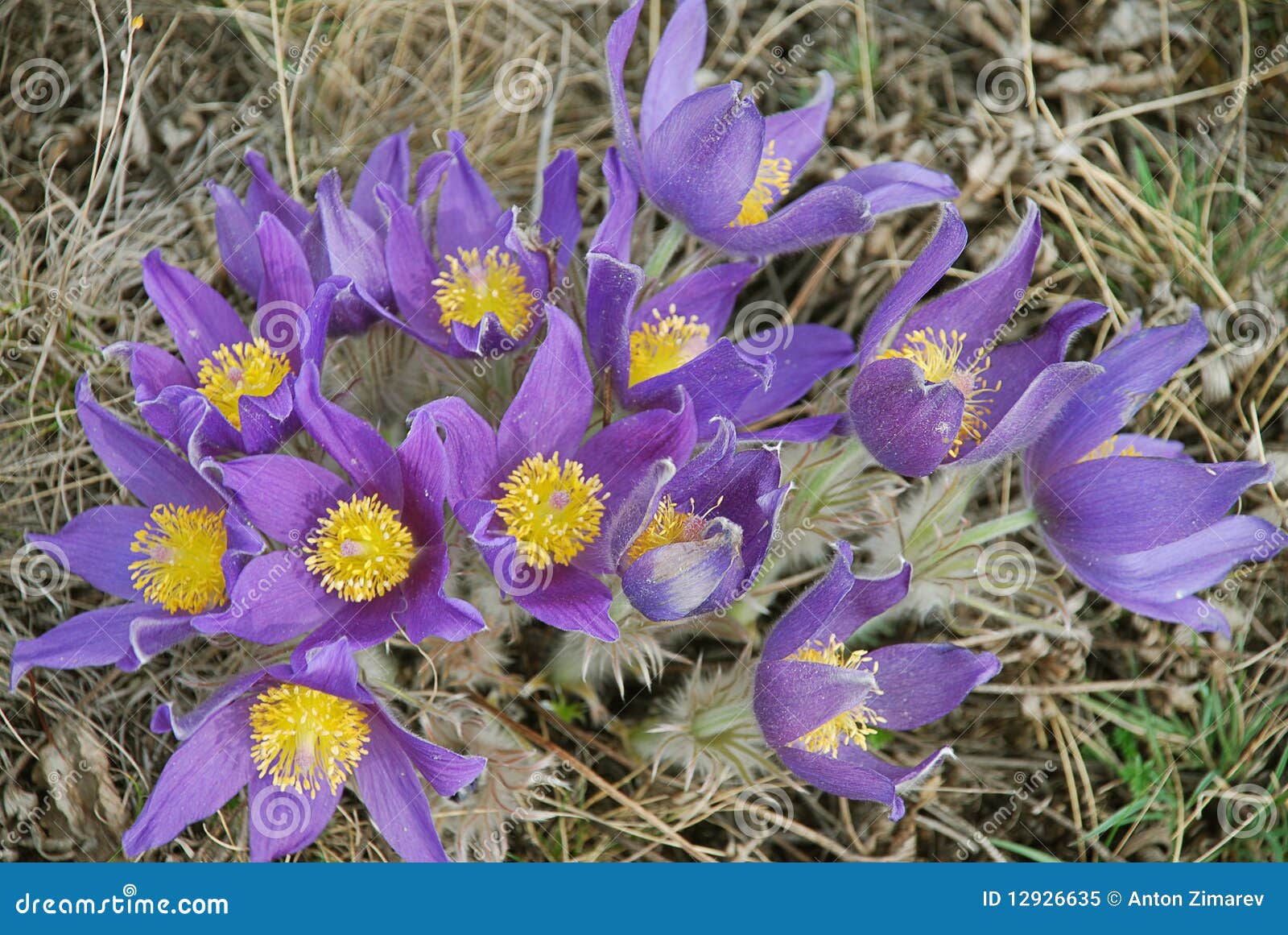 Group violet snowdrops stock image. Image of macro, floral - 12926635