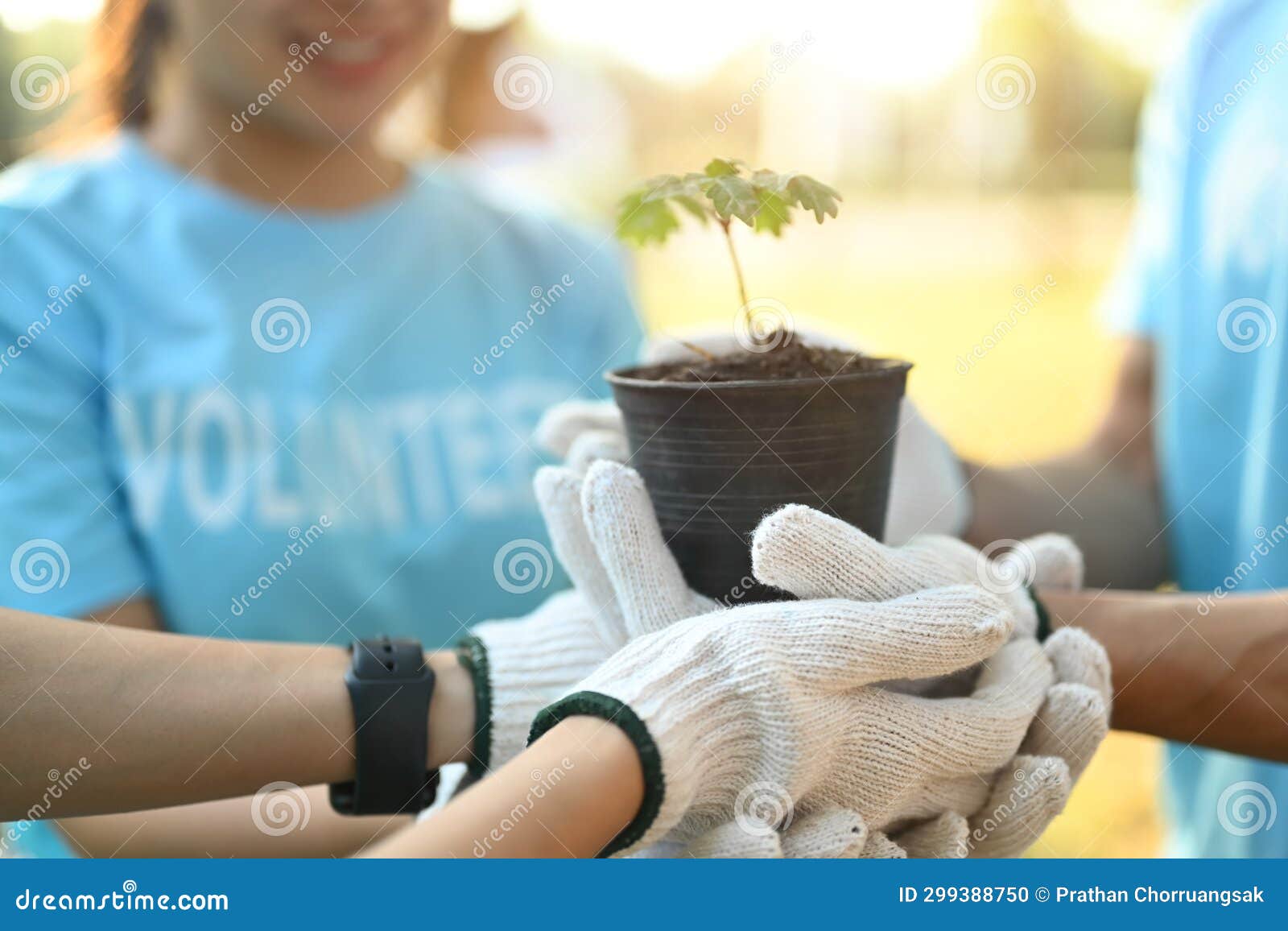 Group of Volunteers Planting Trees in Park Symbolizing Their Commitment To Environmental ...