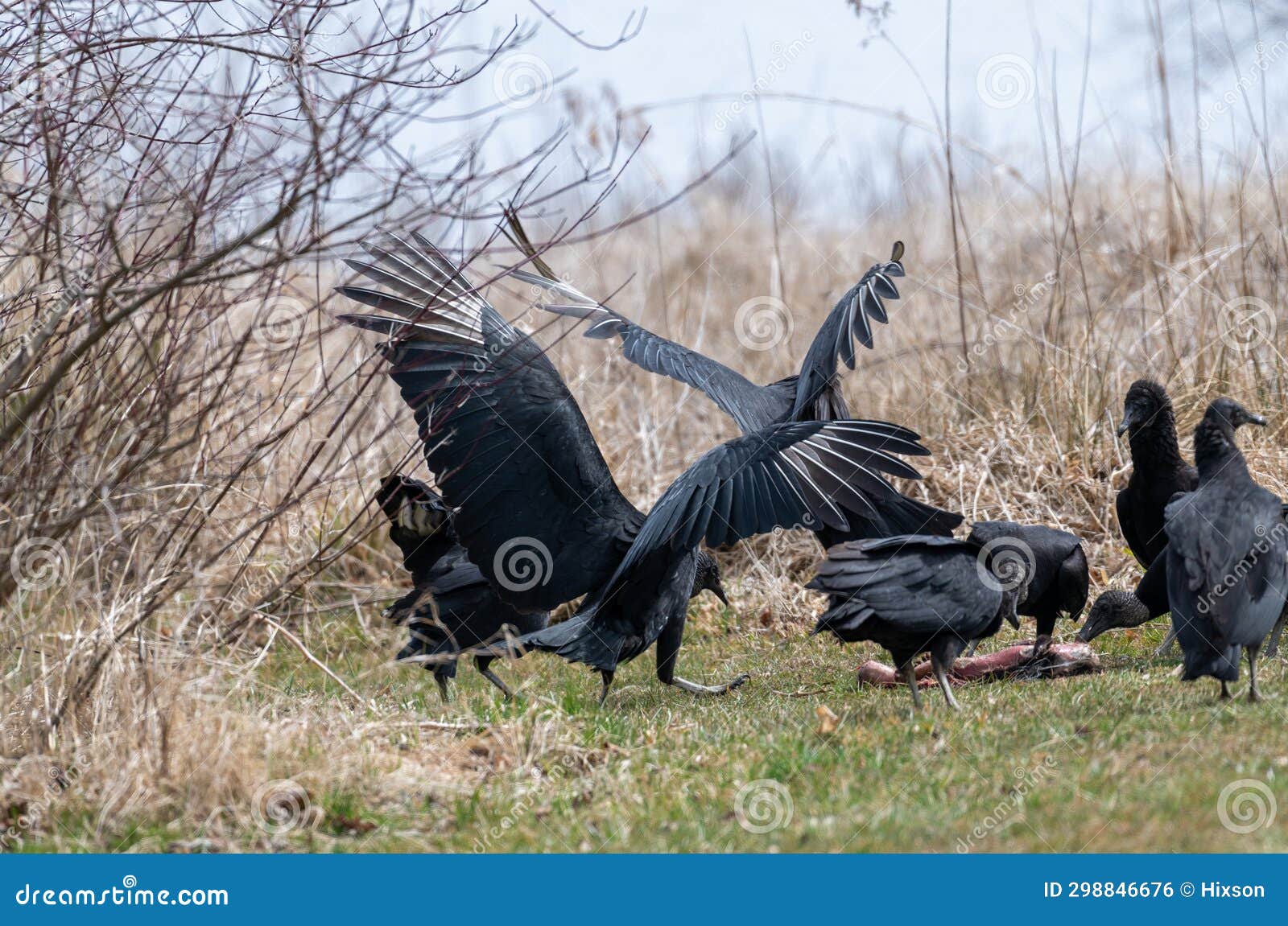 Group of Vultures Eating a Carcass Stock Photo - Image of black, turkey ...