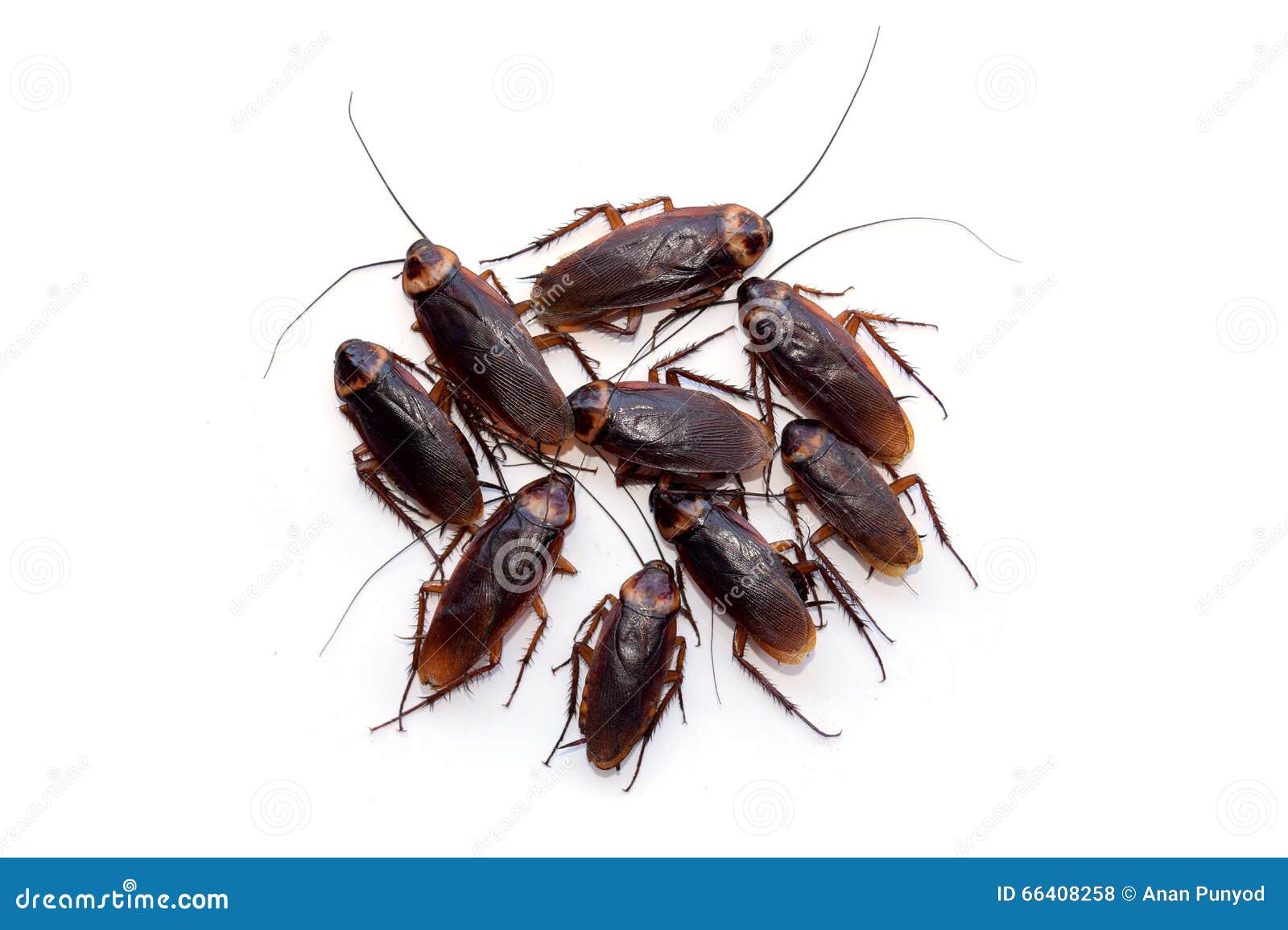 Group Walk Cockroach Isolate On White Background Stock Photo - Image of ...