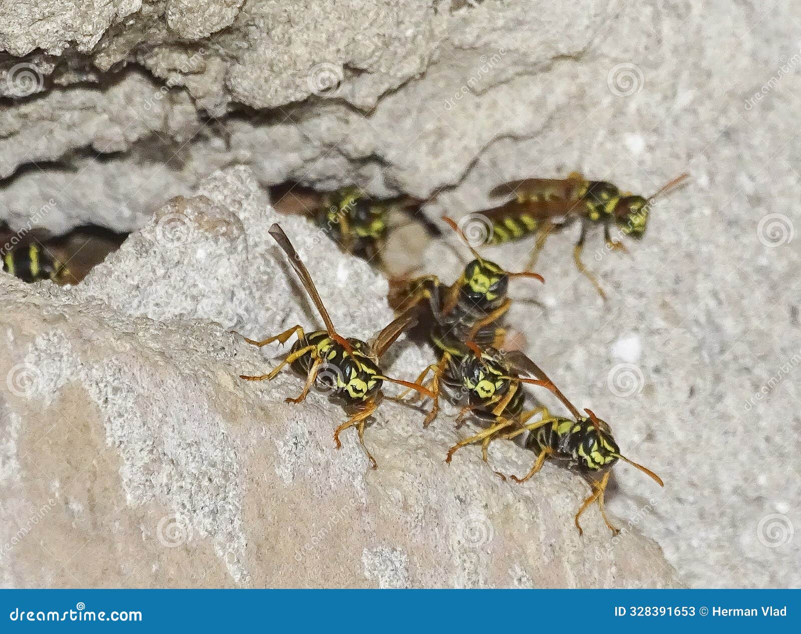 Group of Wasps on a Wall. in Romania Stock Image - Image of romania ...