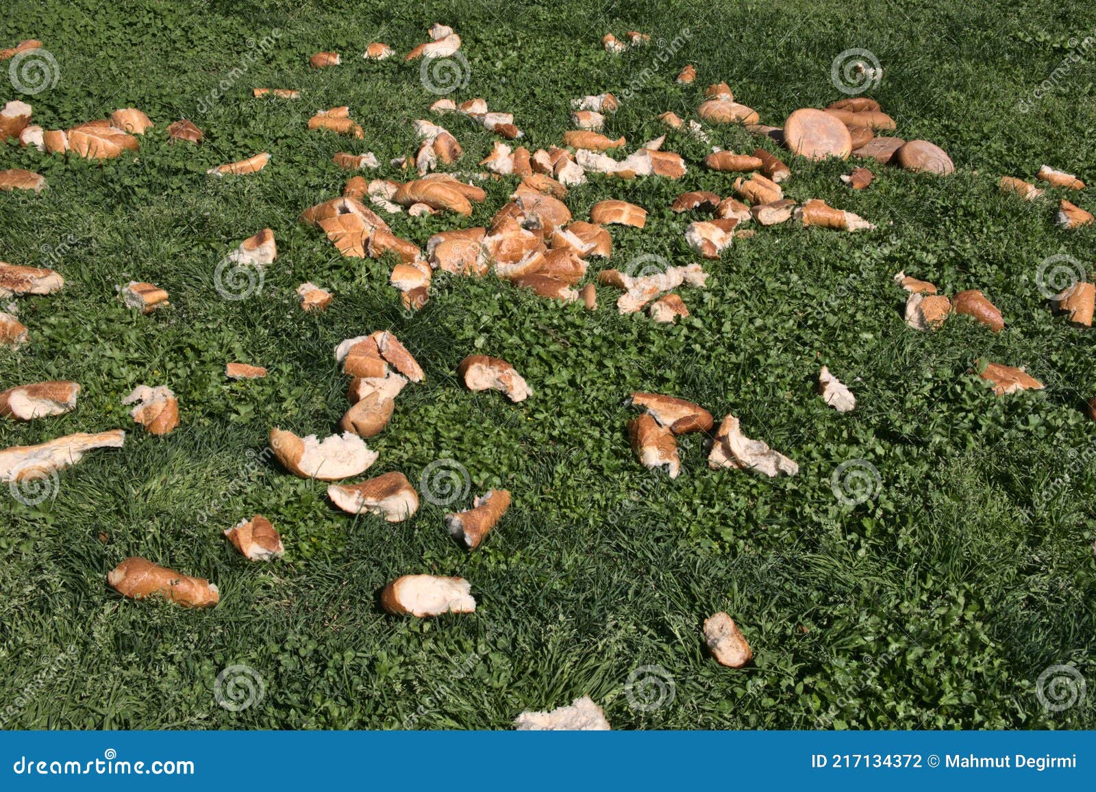 A Group of Wasted Bread Pieces on Green Grasses Stock Photo - Image of ...