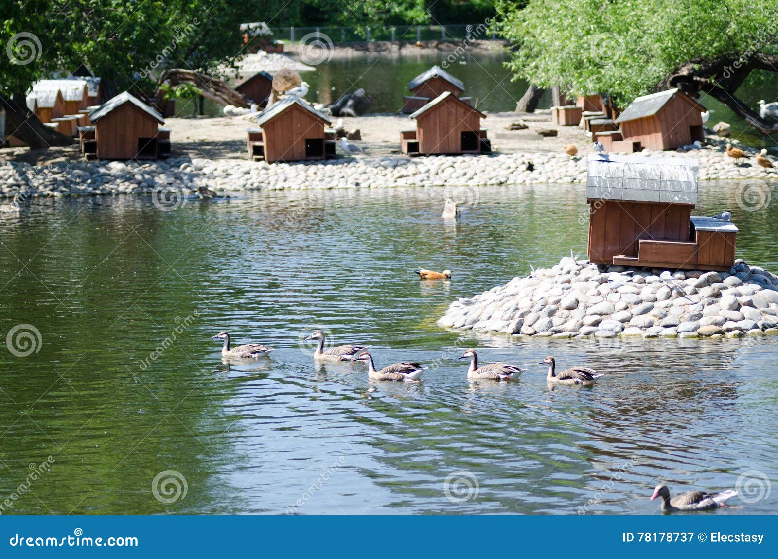 Group of Water Birds Near the Ducks Houses Stock Image - Image of place ...