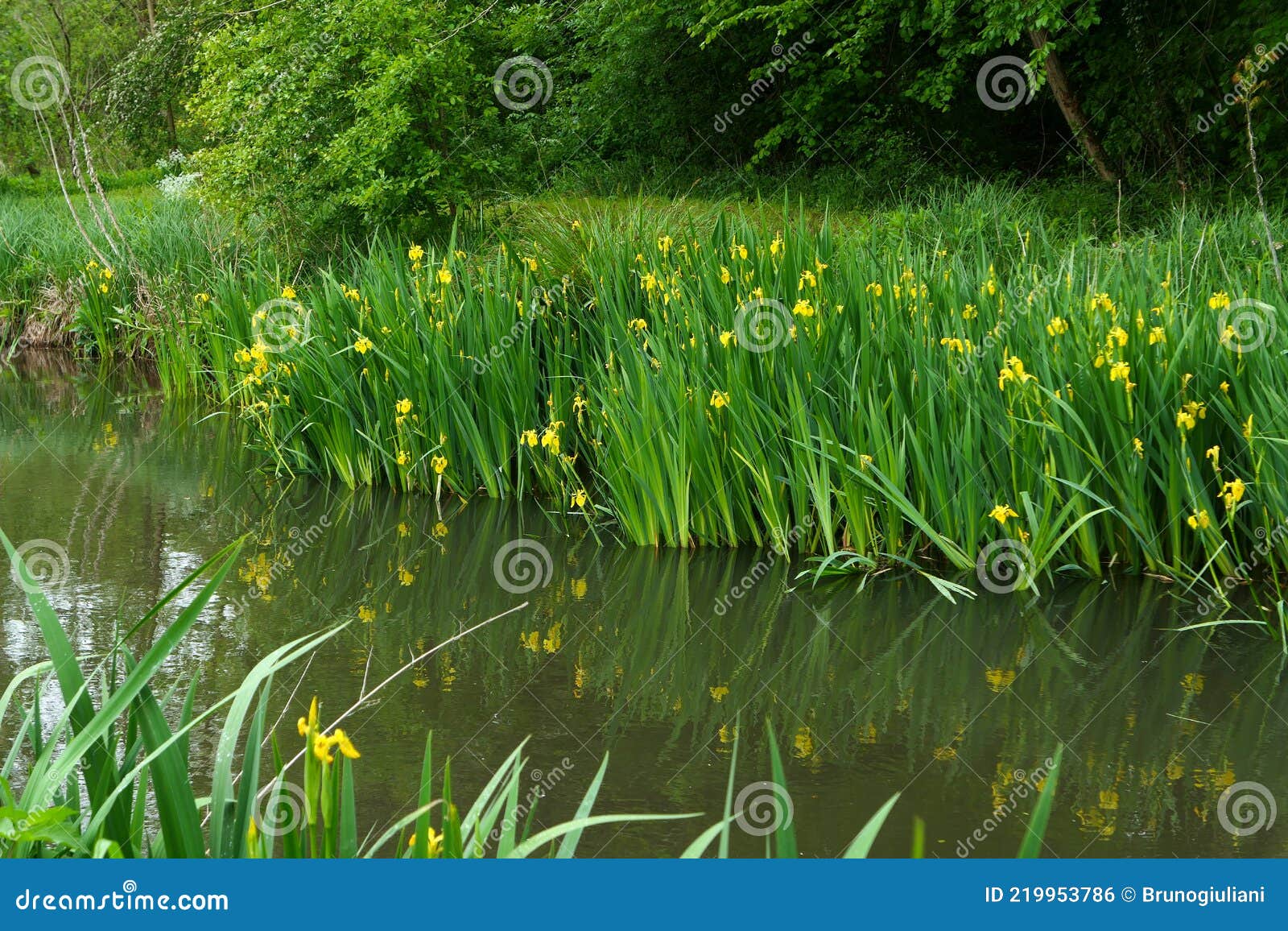 Group of Water Iris in Bloom Along a River in Summer. Stock Photo ...