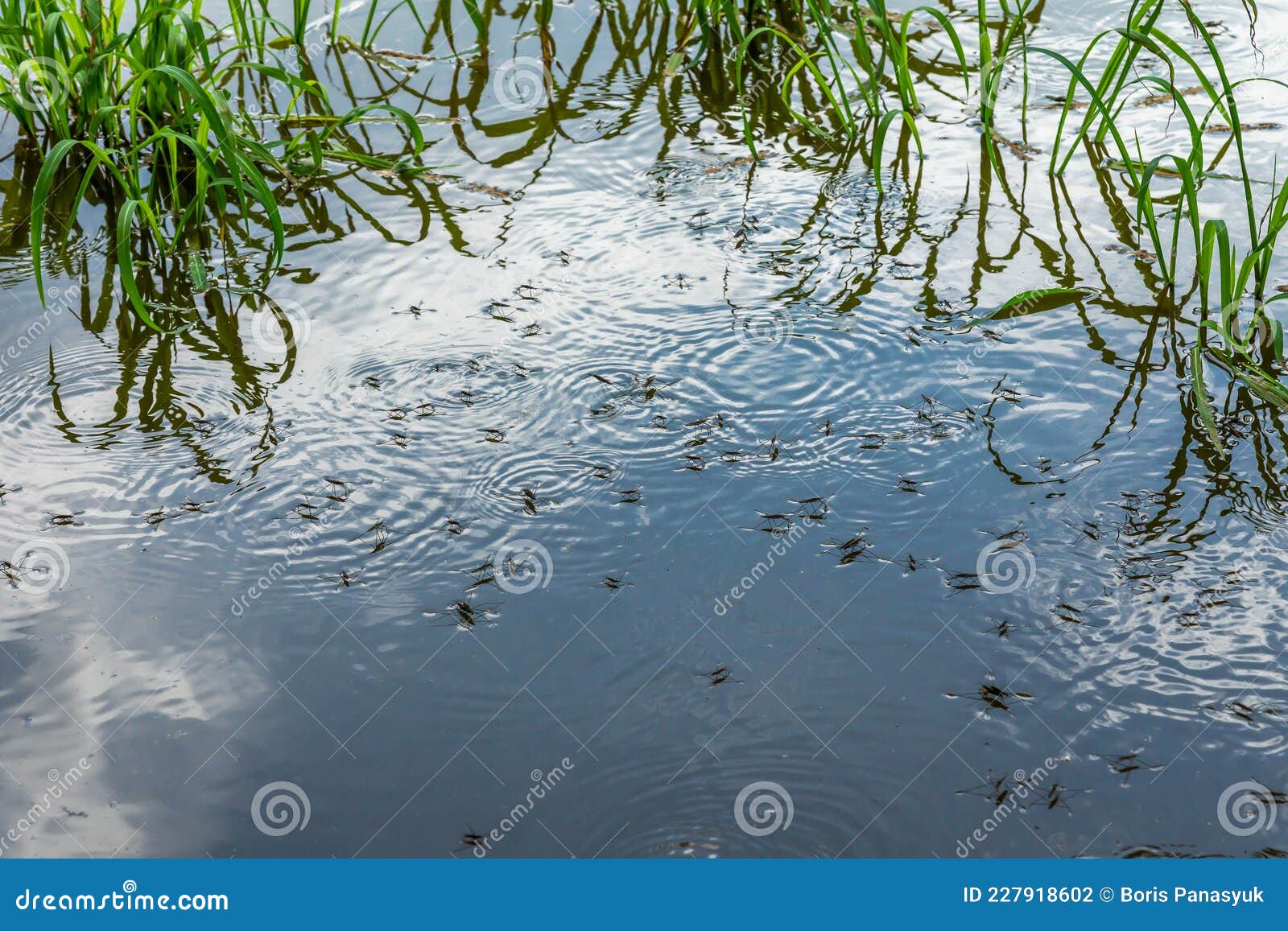 Group of Water Striders on the Surface of the Water Stock Photo - Image ...