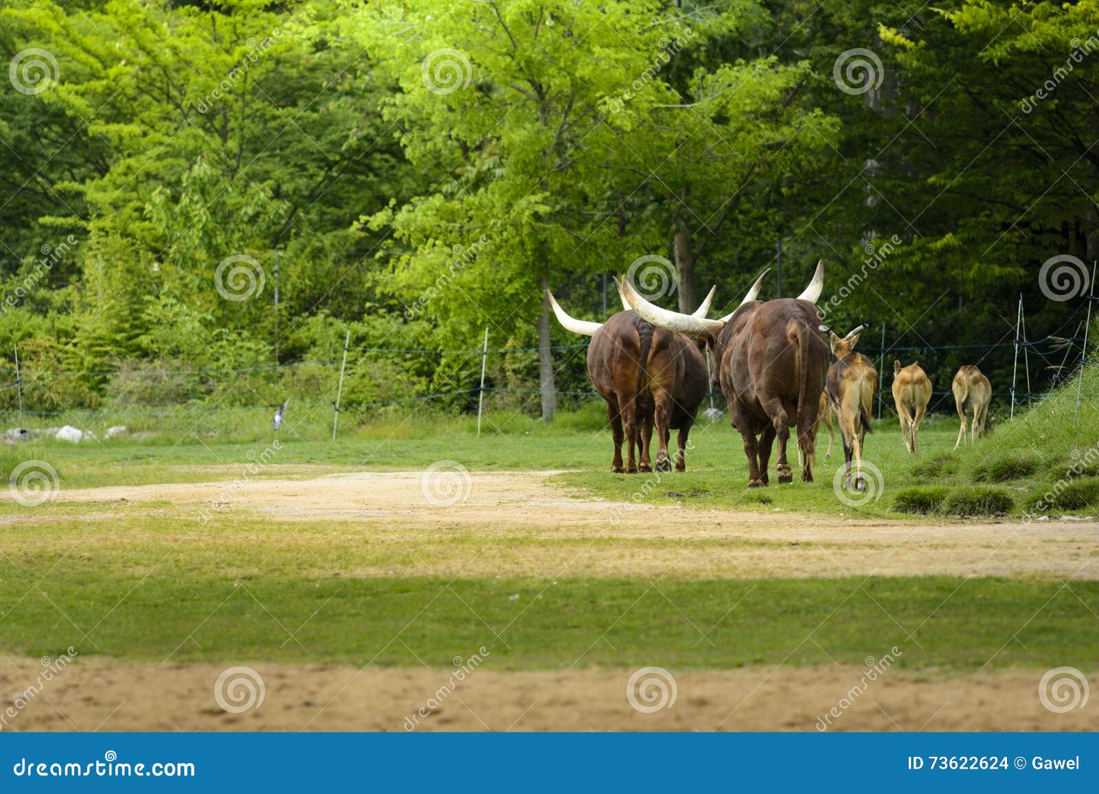 Group of watusi stock photo. Image of african, wild, forest - 73622624