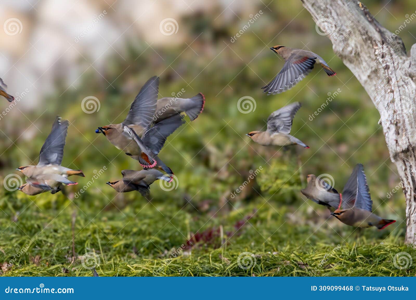 Group of Waxwing Bird Rise Up from the Ground Stock Photo - Image of ...