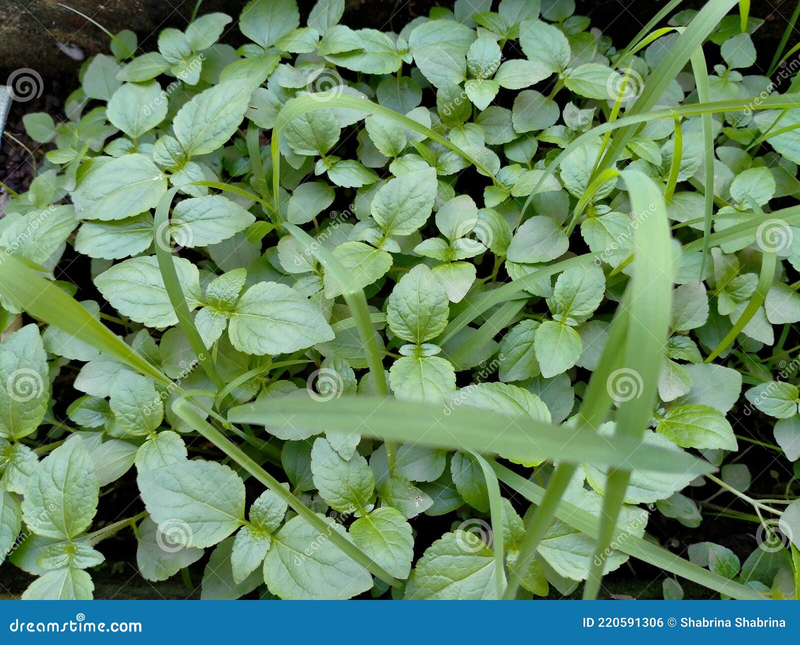 Group of weeds stock photo. Image of lawn, vegetable - 220591306