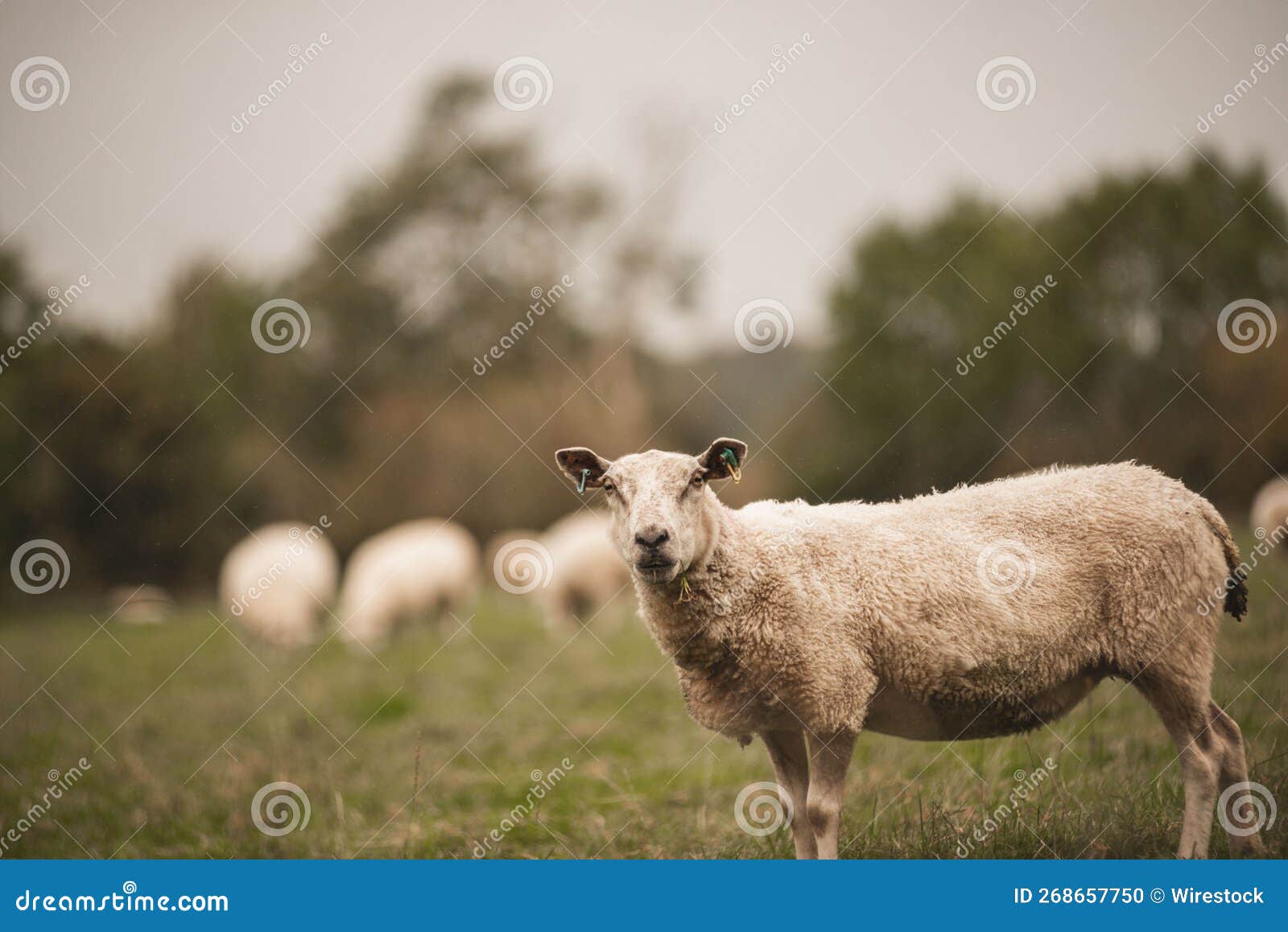 Group of Welsh Mountain Sheep Grazing in a Field Stock Photo - Image of ...