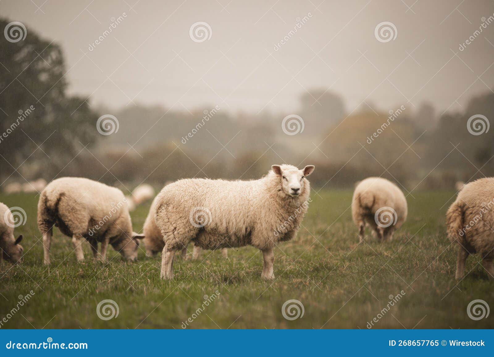 Group of Welsh Mountain Sheep Grazing in a Field Stock Image - Image of ...