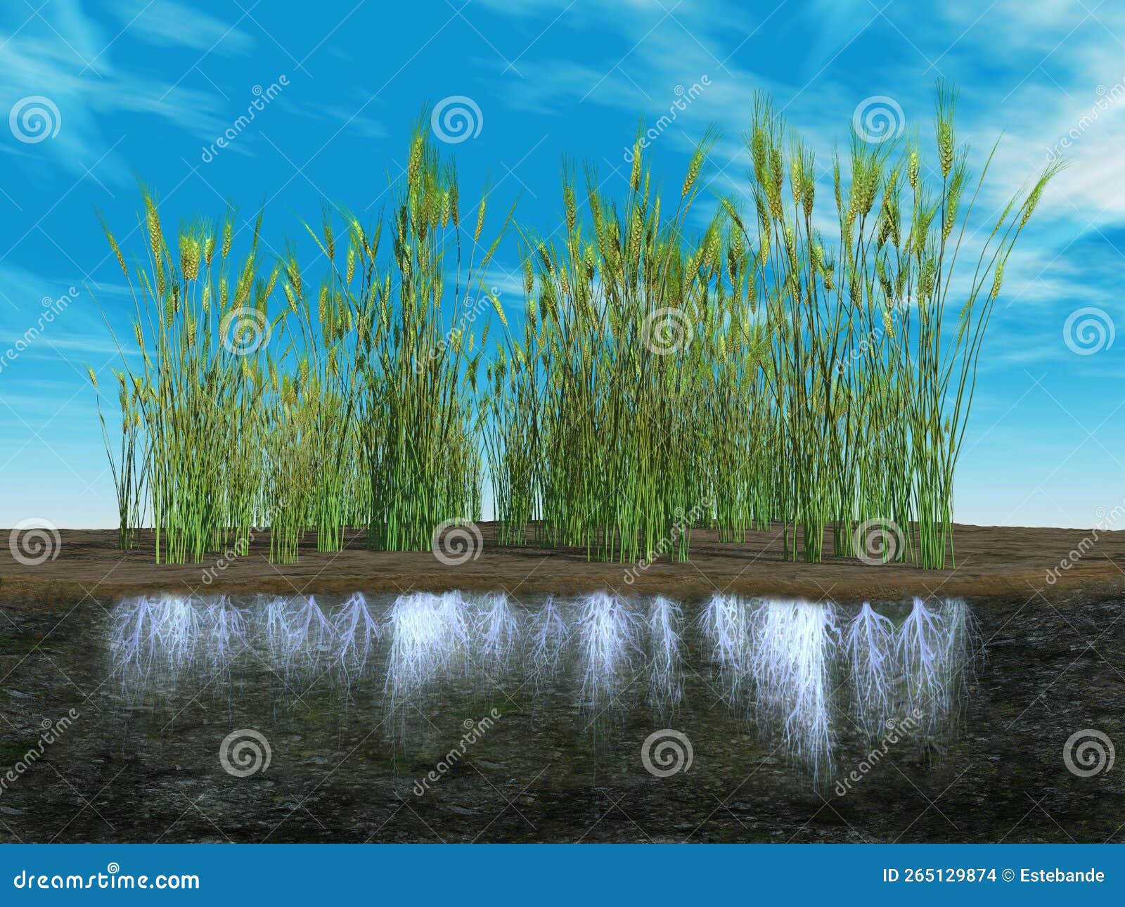 Group of Wheat Plants with Their Roots Visible Under the Ground Stock ...