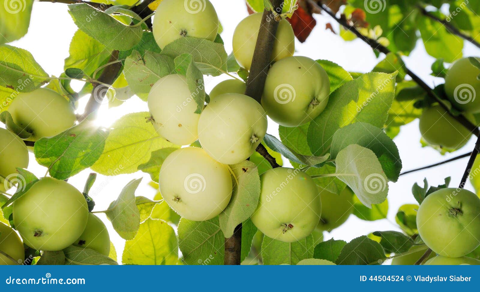 Group of White Apples on the Branch Stock Photo - Image of park, branch ...